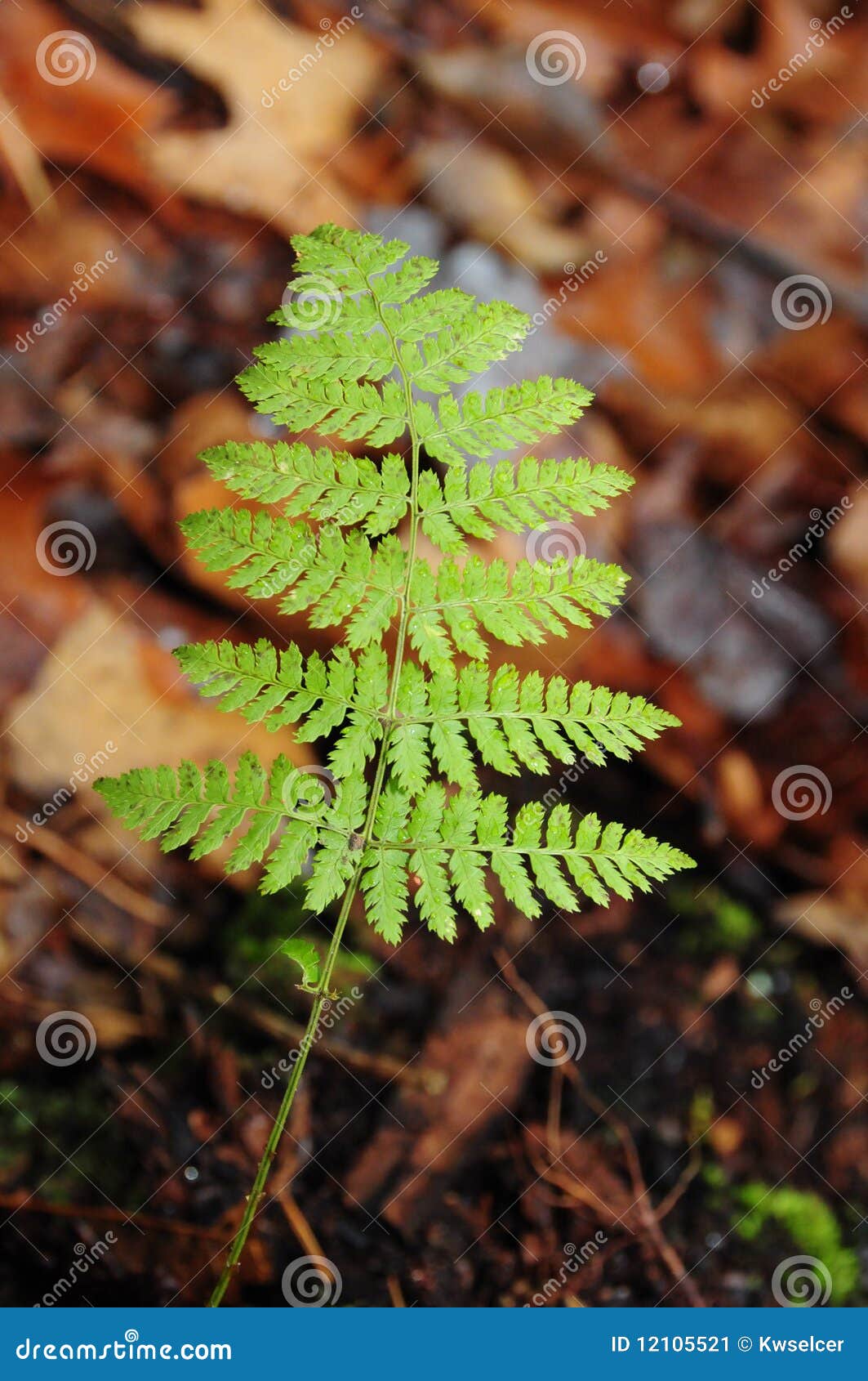 Fern frond stock image. Image of forest, nature, detail - 12105521