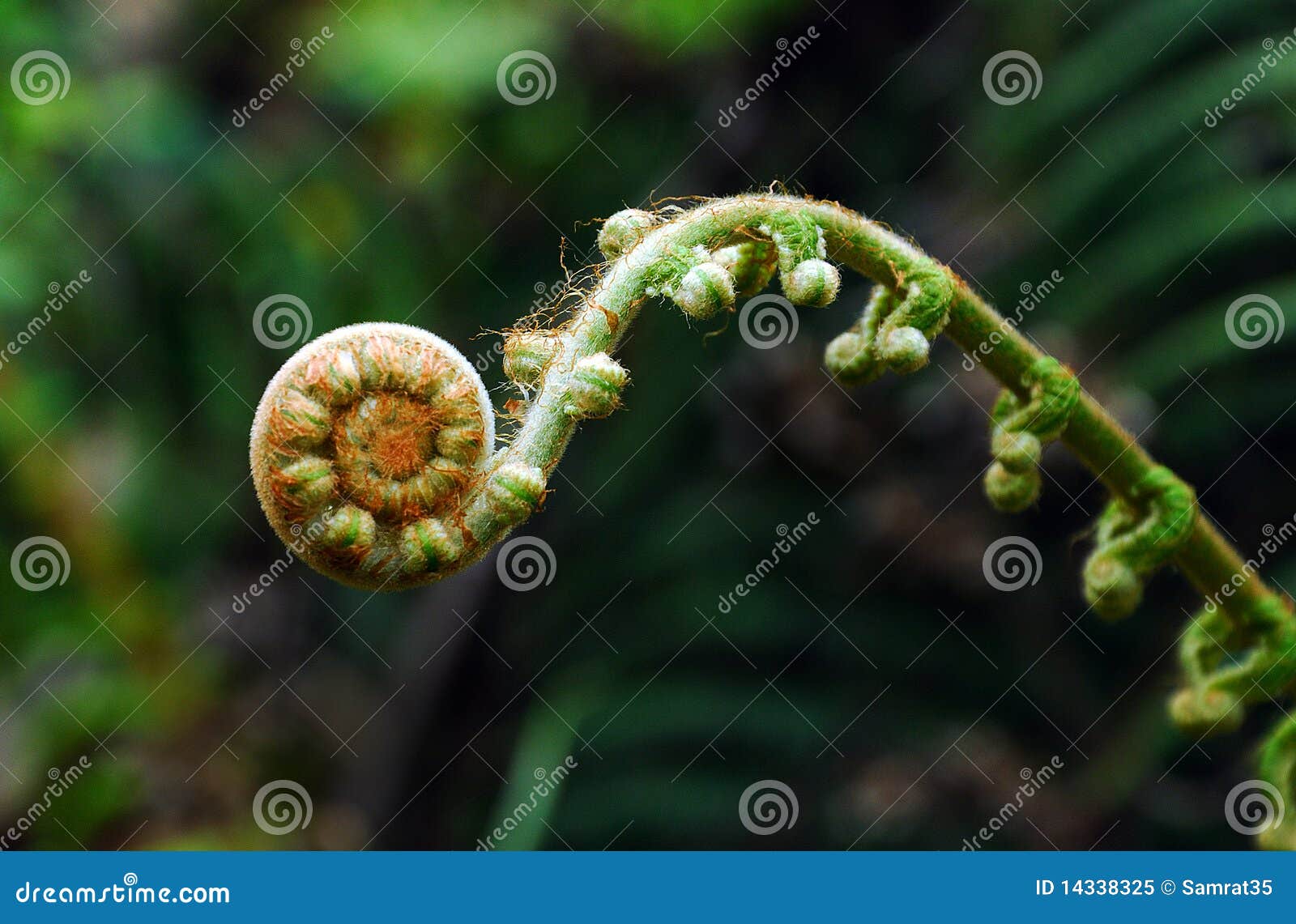 FERN FROND stock image. Image of coiled, foliage, environmental - 14338325