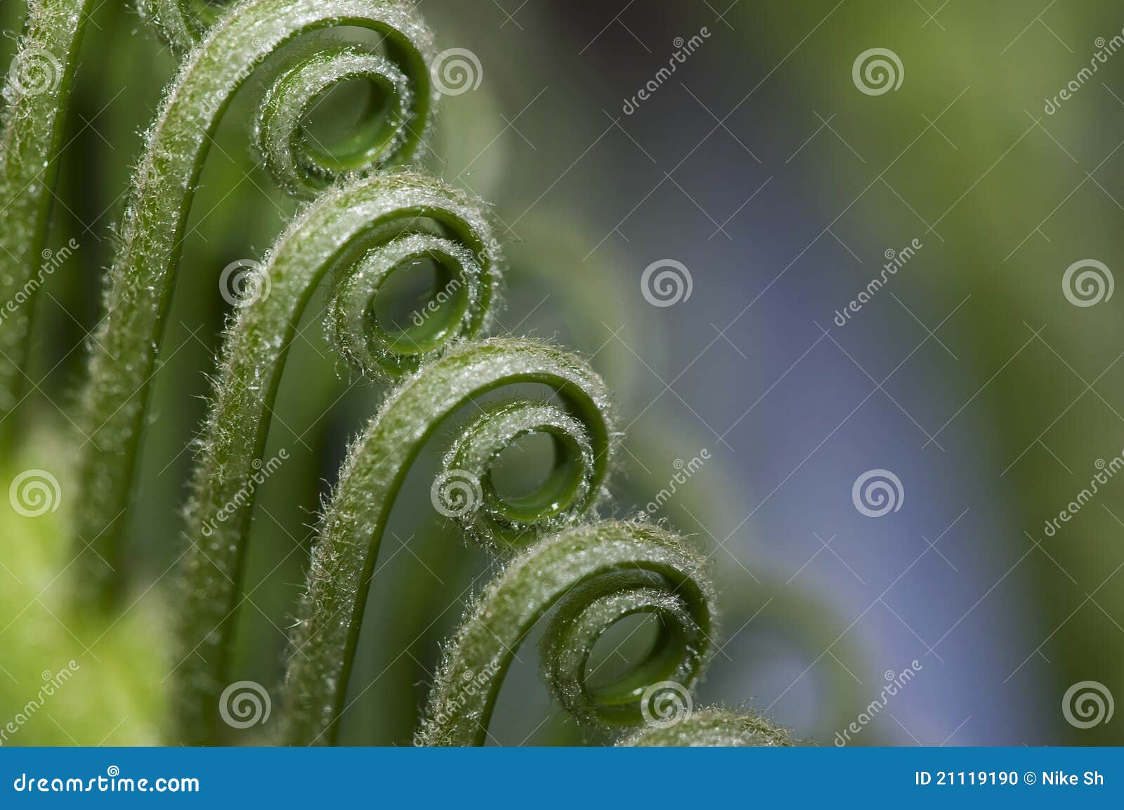 Fern Frond stock photo. Image of growing, green, fuzz - 21119190