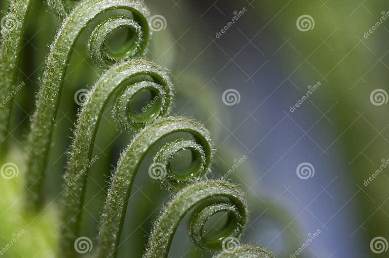 Fern Frond stock photo. Image of growing, green, fuzz - 21119190