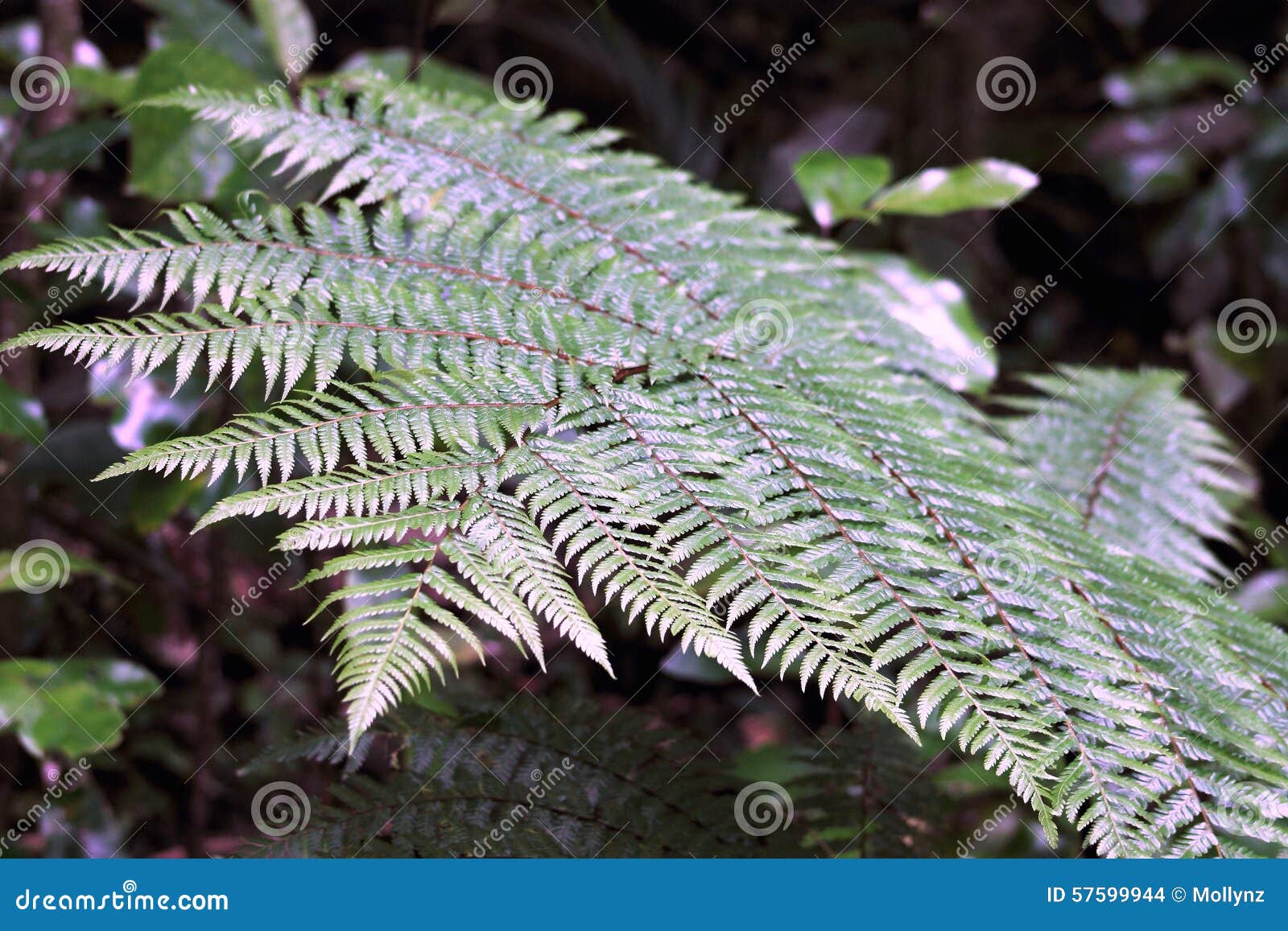 Fern Frond foto de archivo. Imagen de verde, bosque, cubo - 57599944