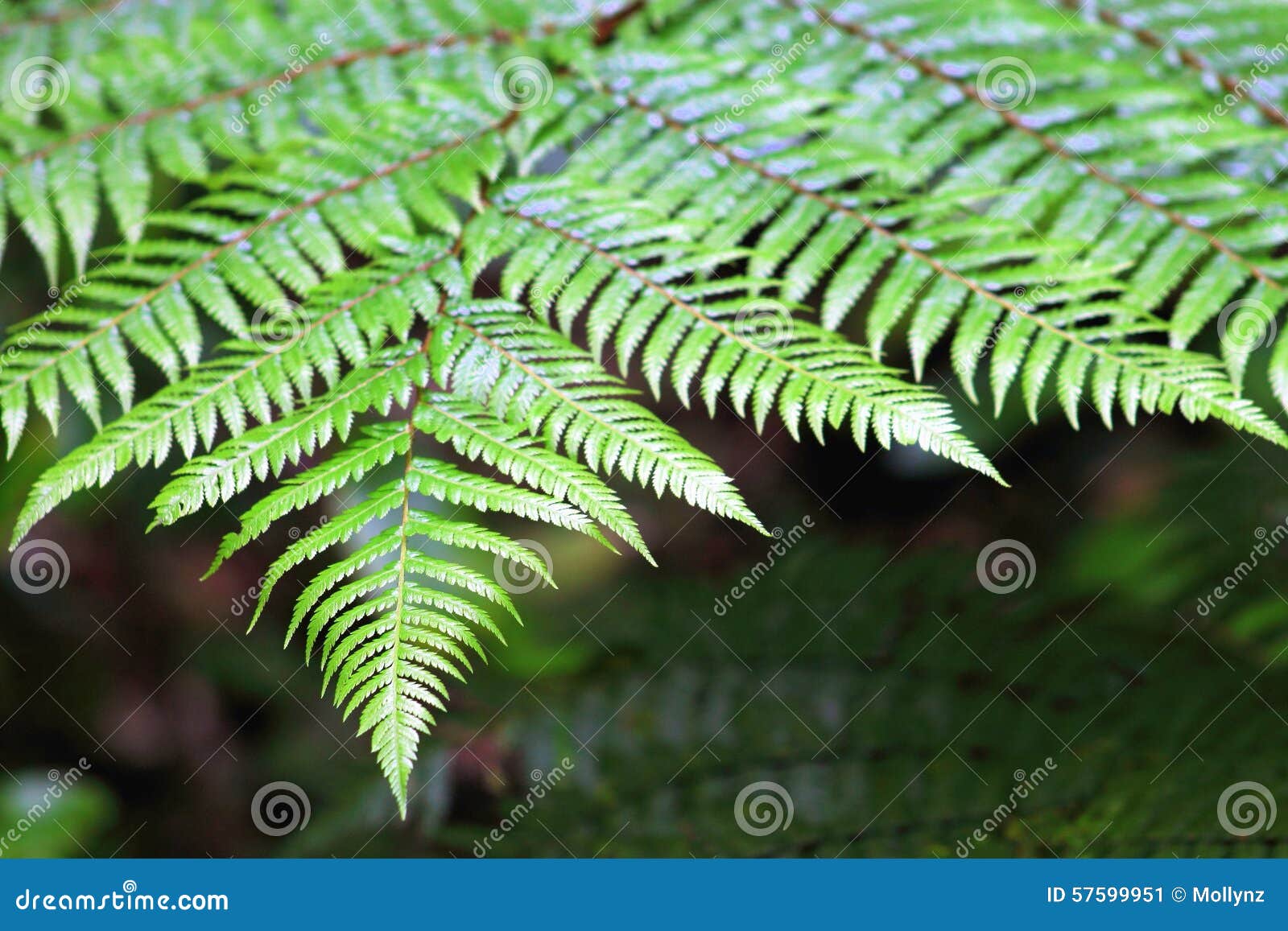Fern Frond imagen de archivo. Imagen de arbusto, helecho - 57599951