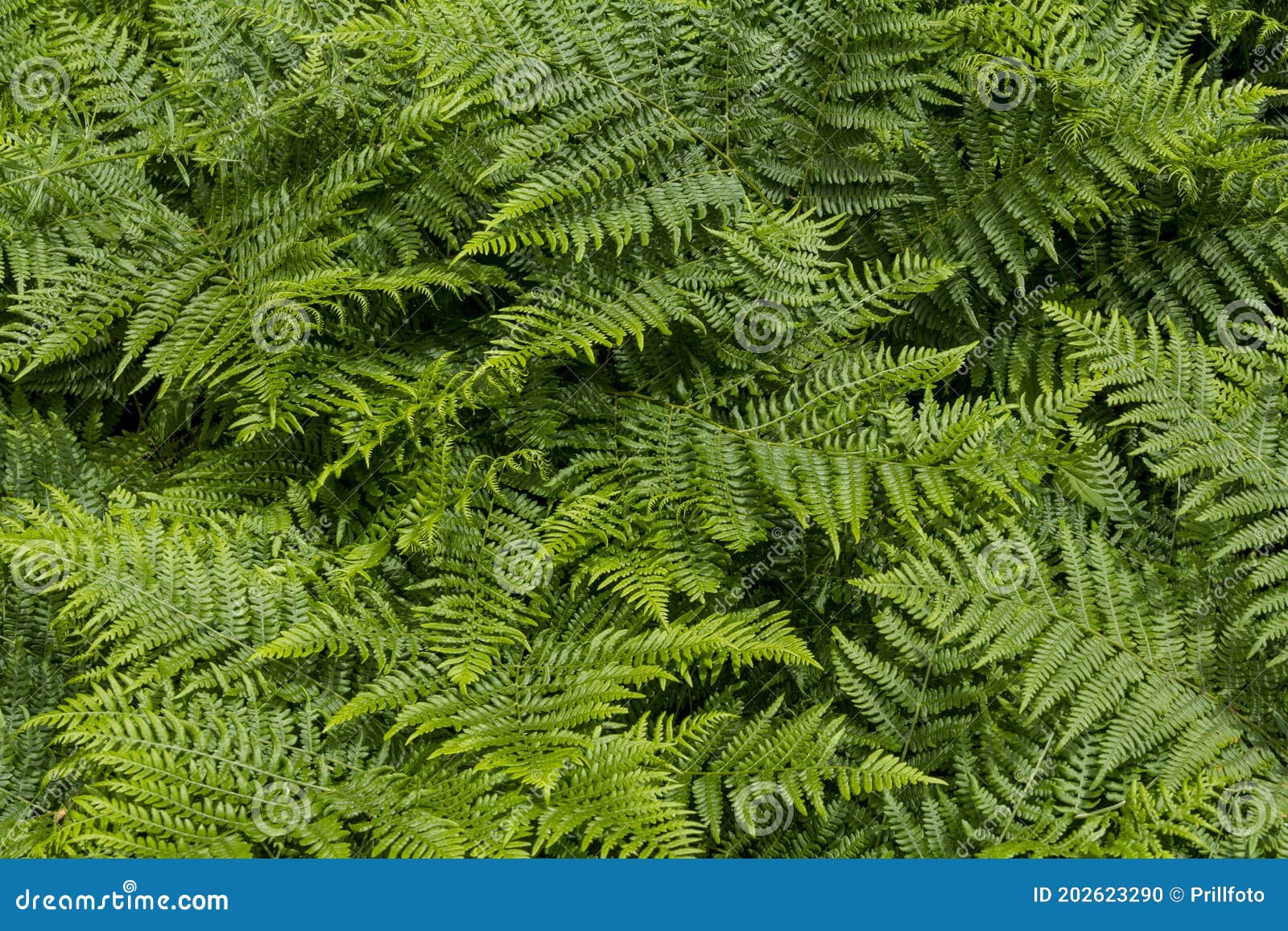 Fern frond background stock photo. Image of stalk, flourish - 202623290