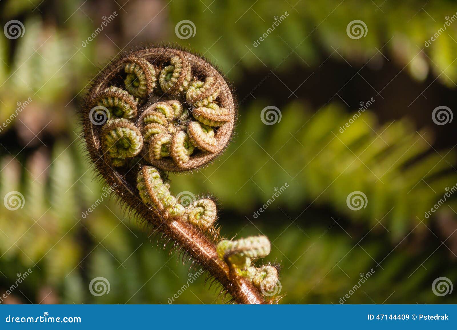 Fern frond stock image. Image of frond, curled, bracken - 47144409