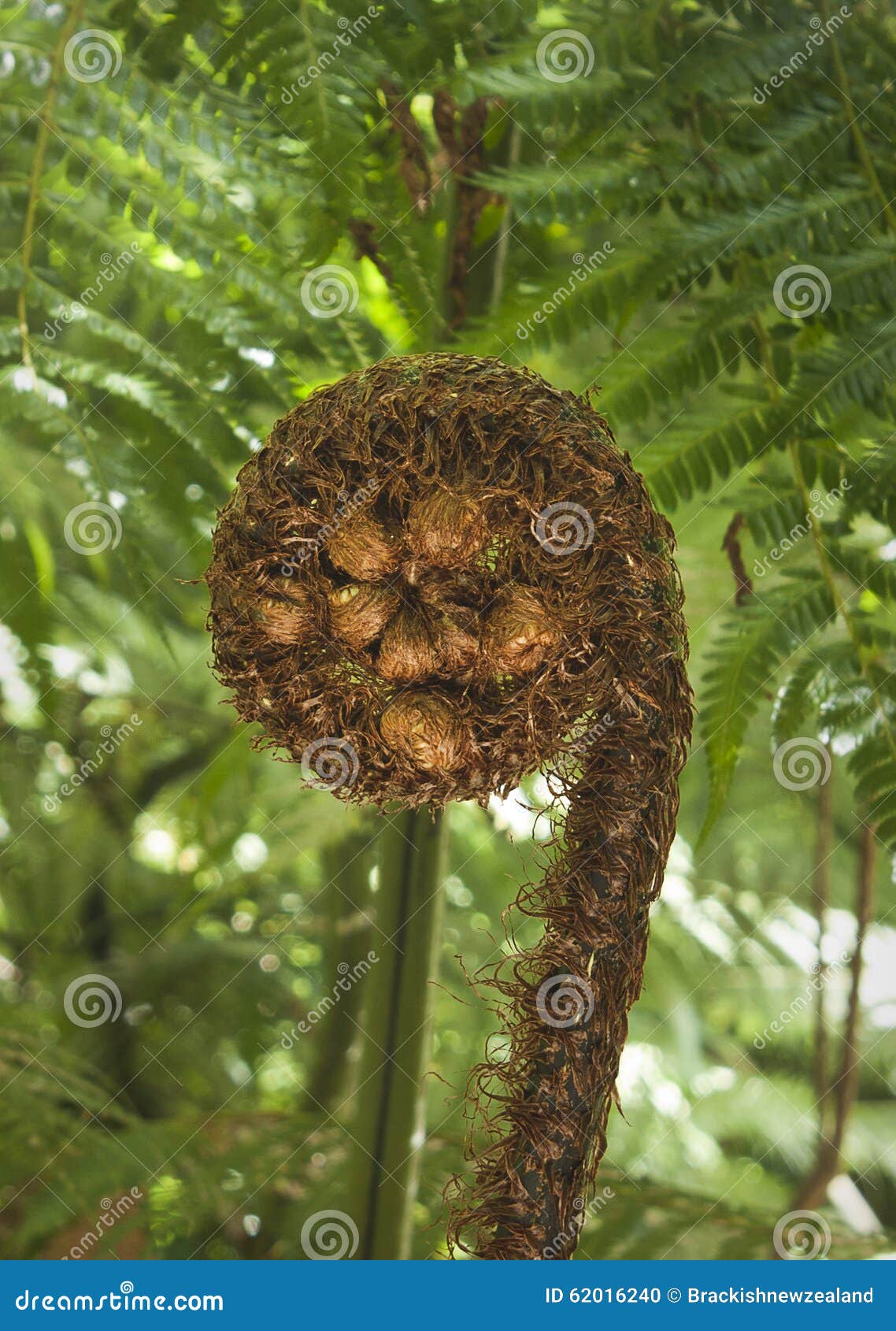 Fern frond stock photo. Image of bush, green, spiral - 62016240