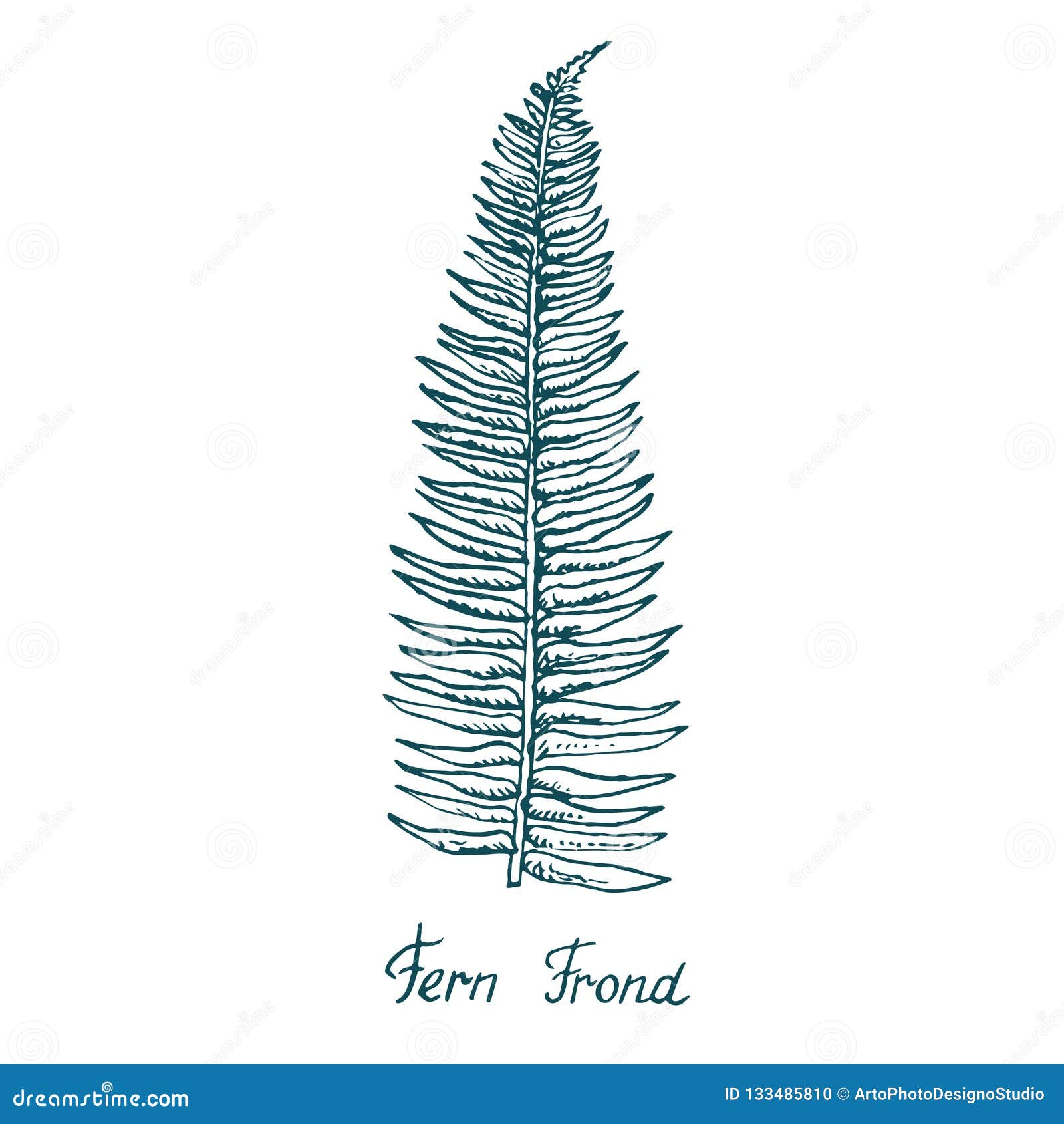 Fern Frond Leaf, Hand Drawn Doodle, Sketch Stock Vector - Illustration ...
