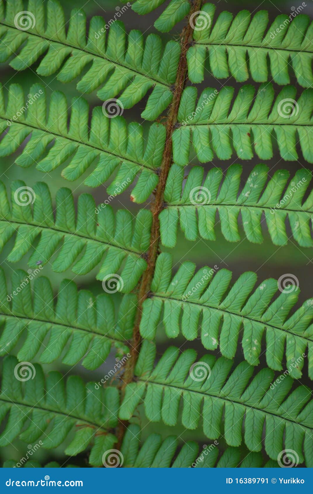 Fern frond macro stock image. Image of frond, leaves - 16389791