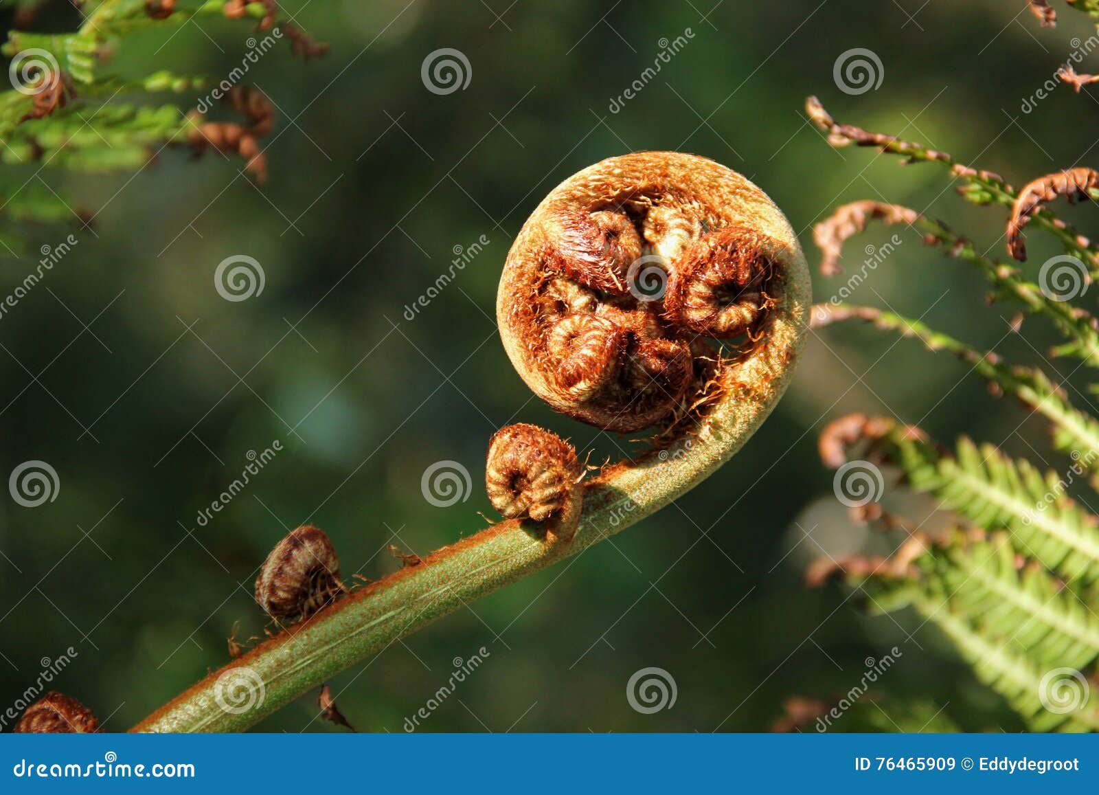 Fern Frond stock image. Image of fronds, collection, fall - 76465909