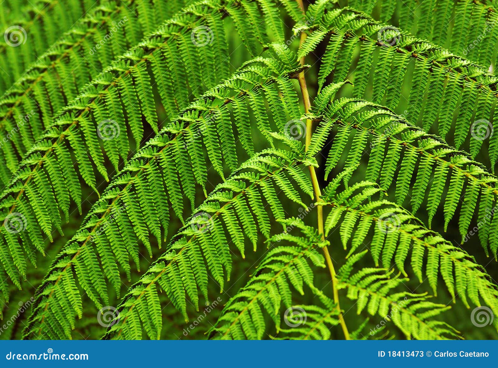 Fern Fronds As Seen From Above In Monteverde Cloud Forest Reserve ...