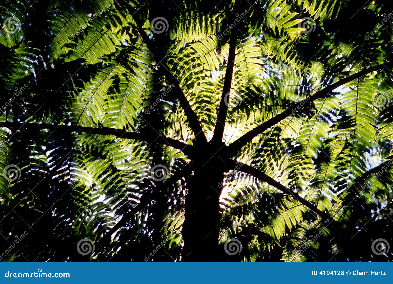 Fern Fronds stock photo. Image of branch, vegetation, outside - 4194128