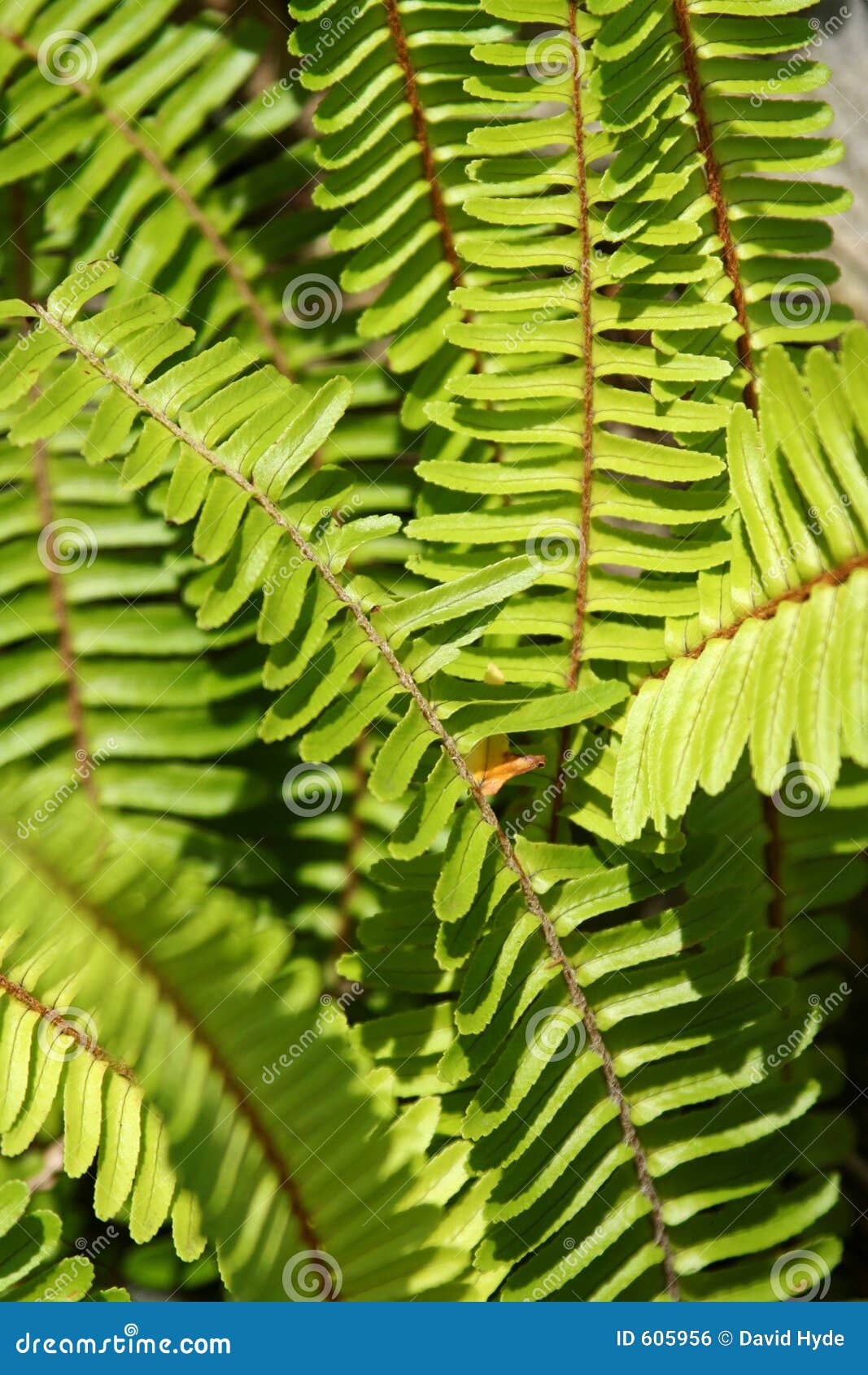Fern fronds stock photo. Image of branches, frond, gardens - 605956
