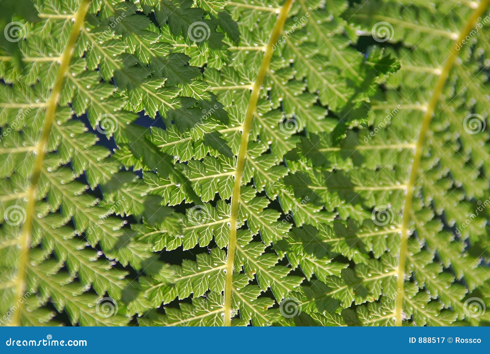 Fern fronds stock image. Image of leafy, fern, background - 888517