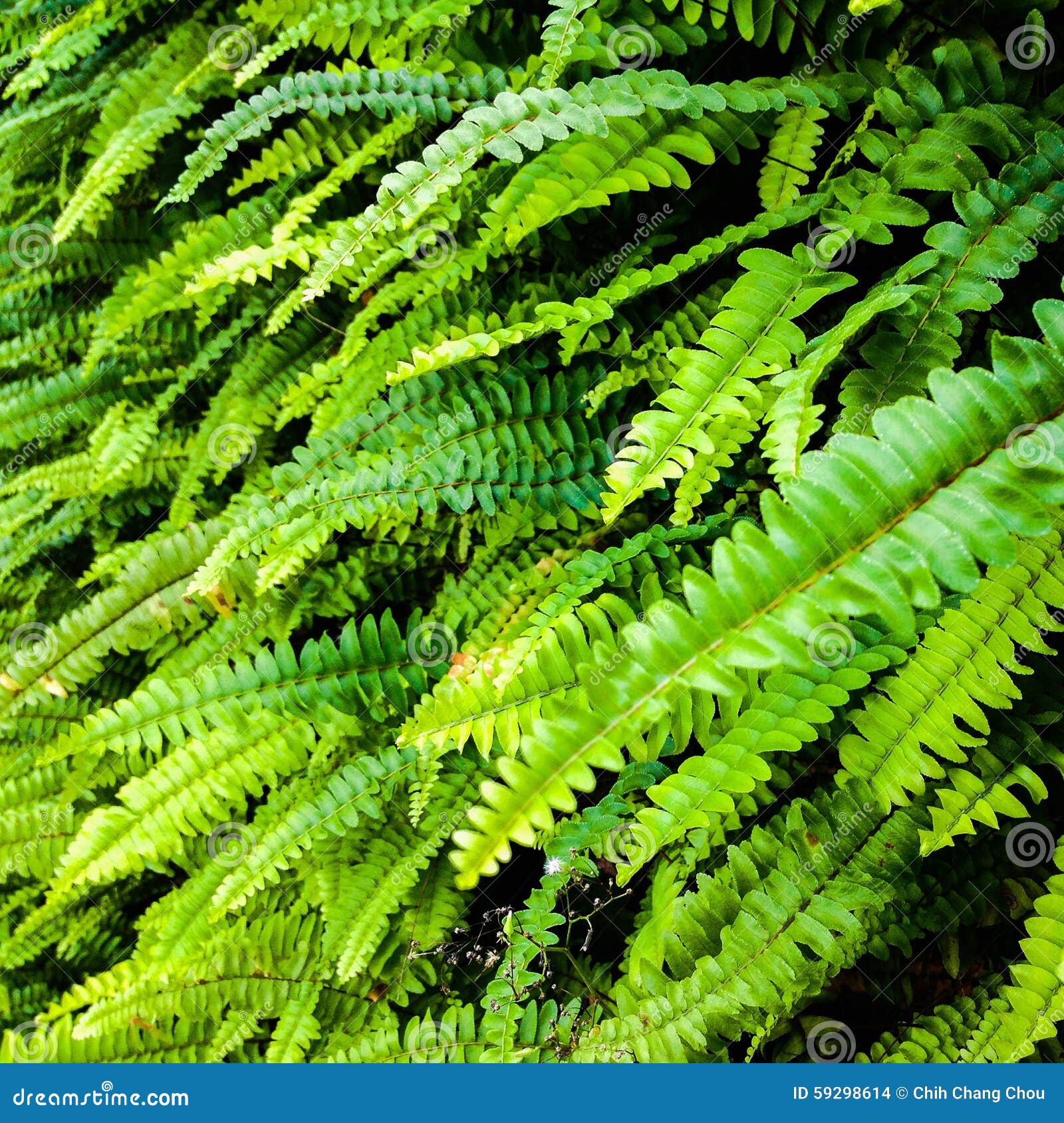 Fern Fronds Seemingly Swirl When Seen From Above In Monteverde Cloud ...
