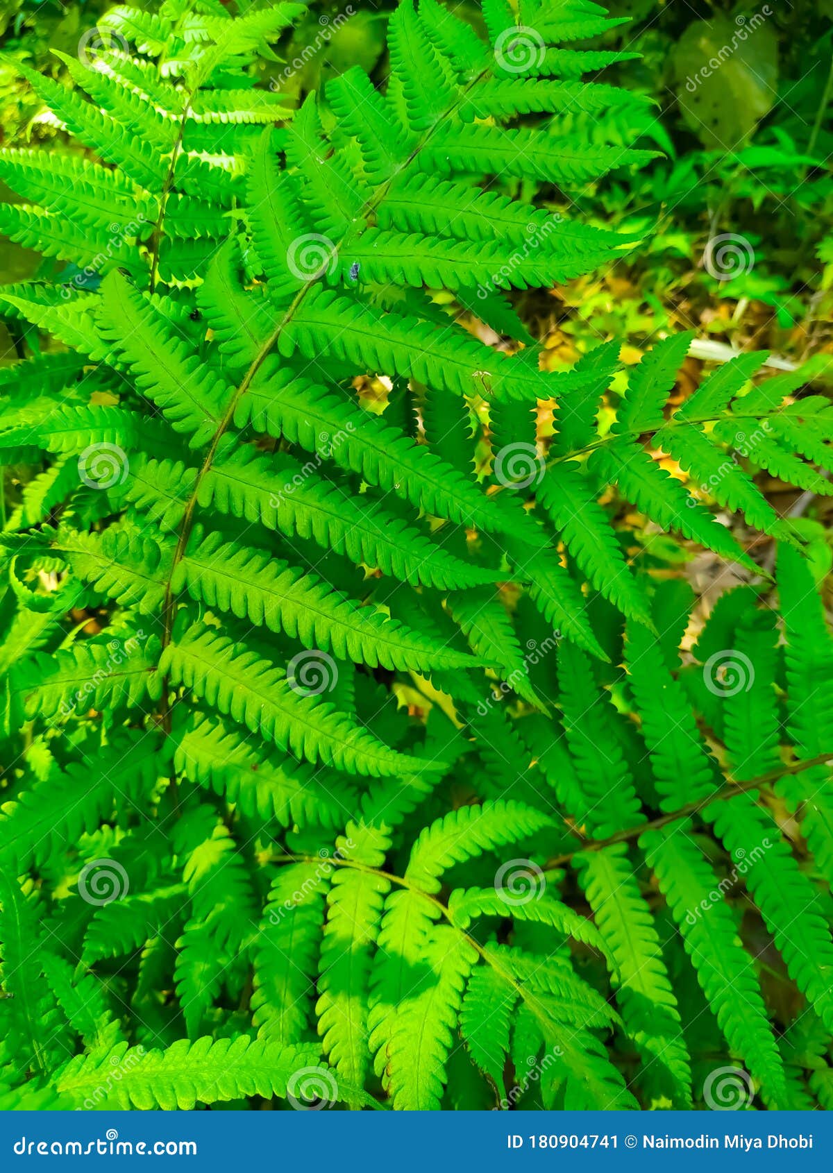 Fern Fronds Form Natural Abstract Patterns in the Summer Woods ...