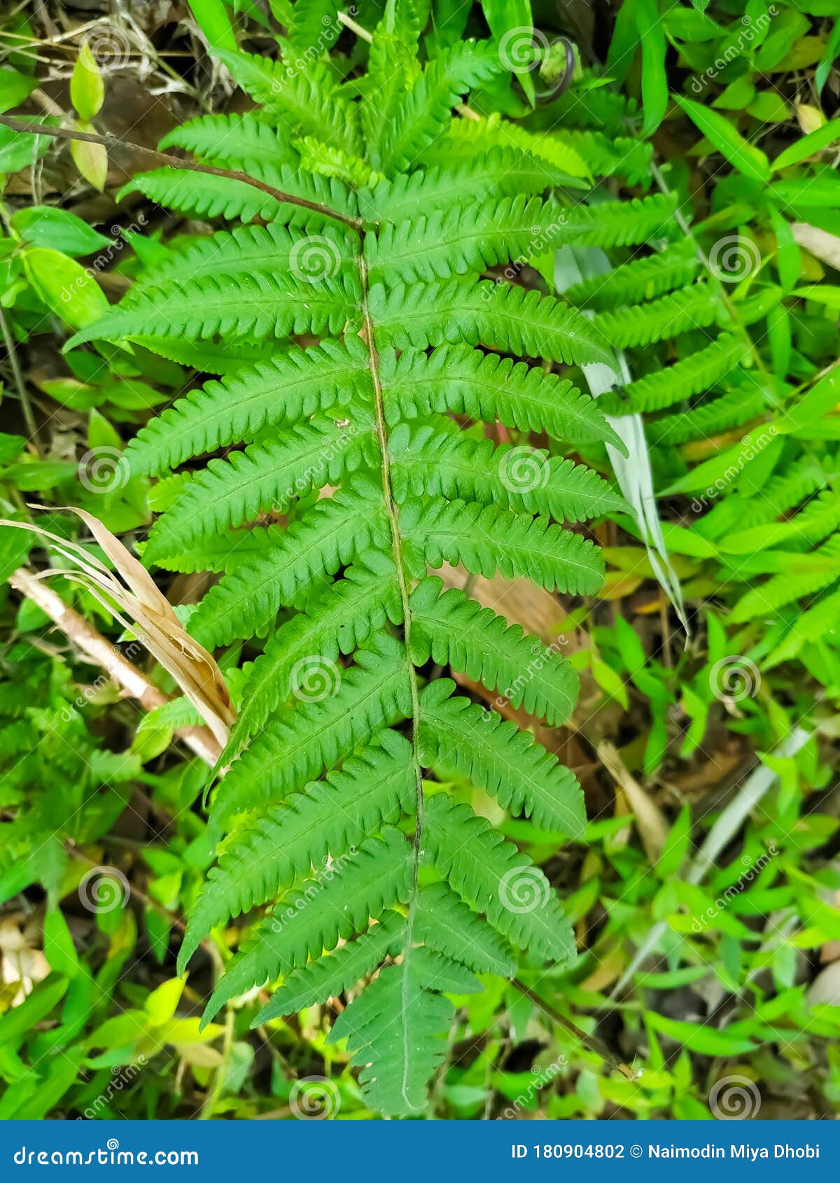 Fern Fronds Form Natural Abstract Patterns in the Summer Woods ...