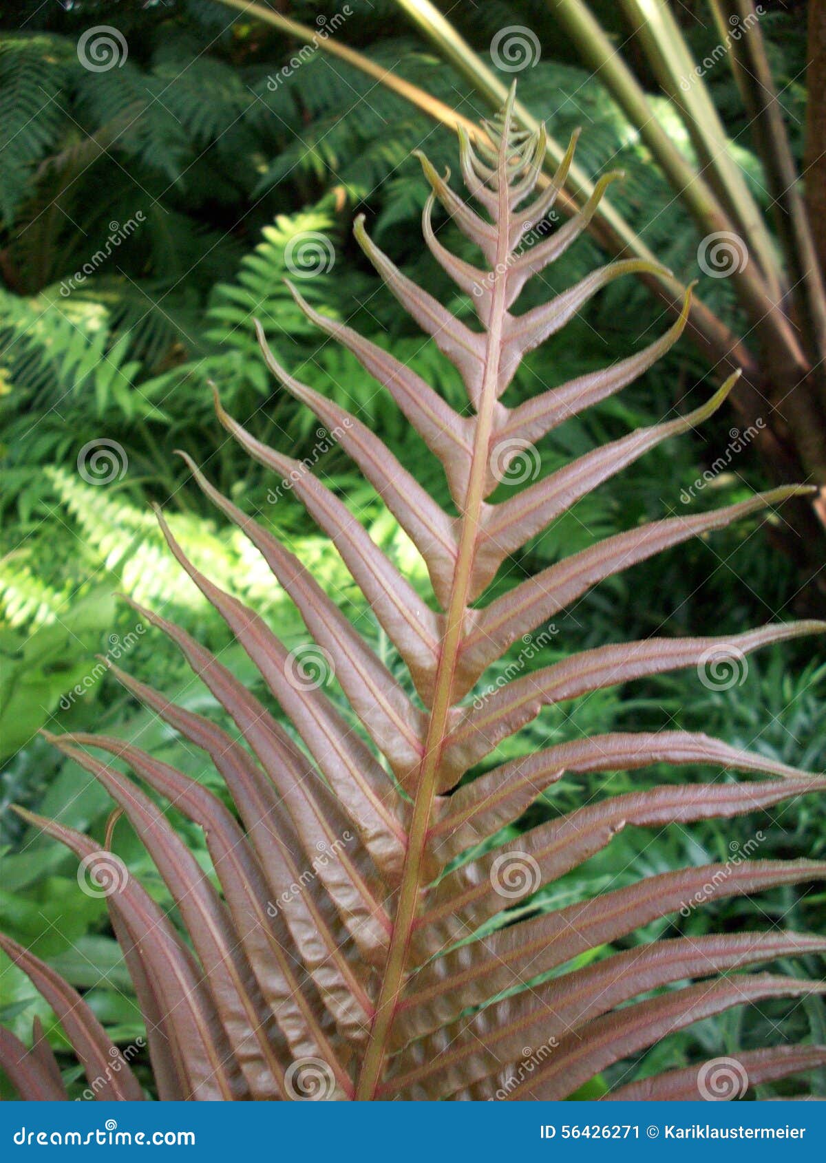 Fern Fronds stock image. Image of minnesota, growth, fronds - 56426271