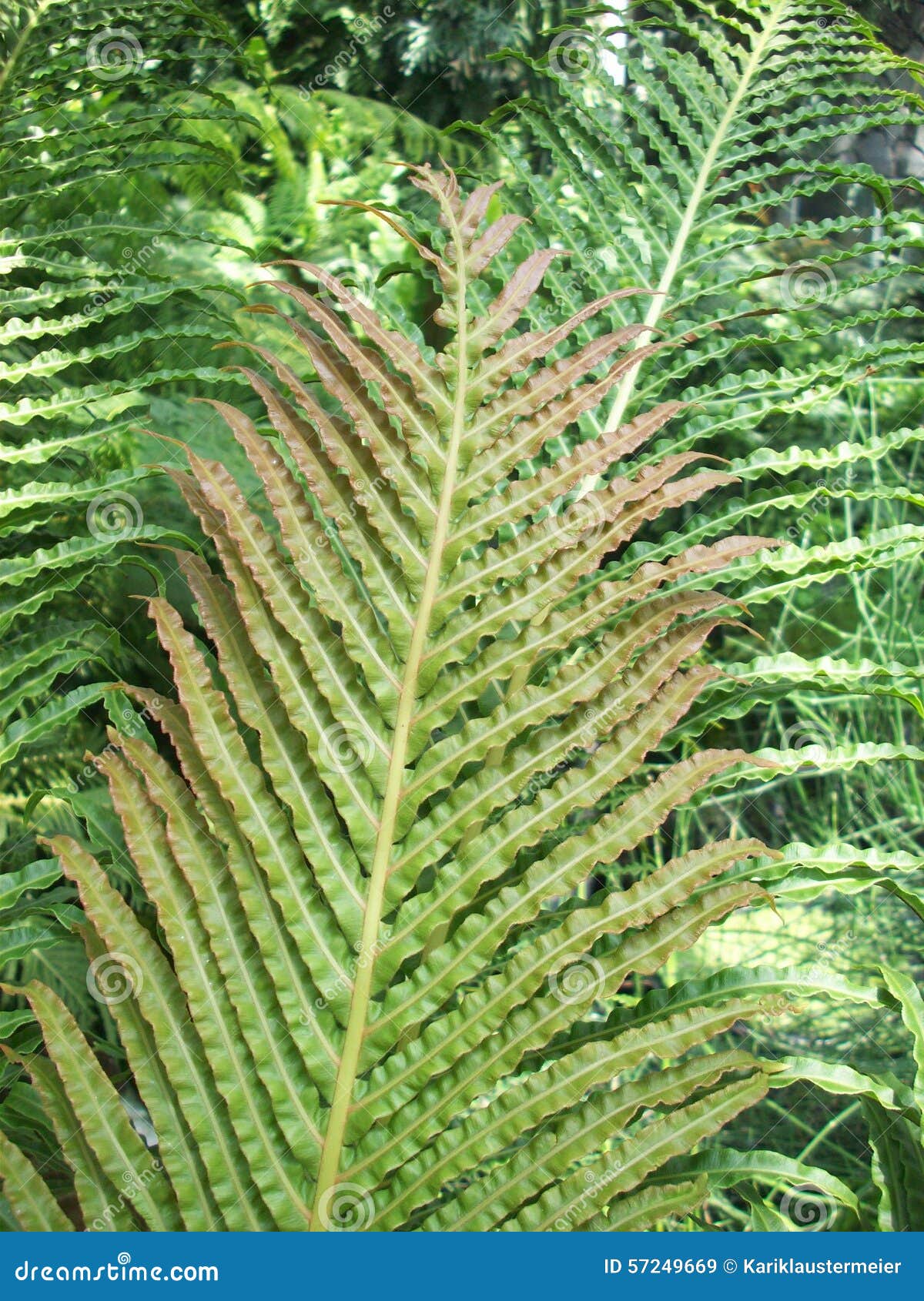 Fern Fronds stock image. Image of fronds, grow, garden - 57249669