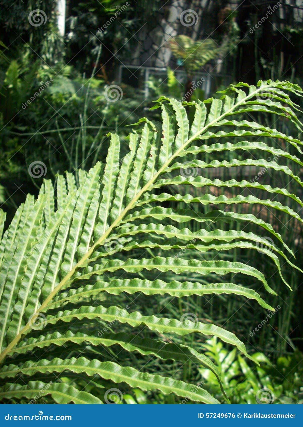 Fern Fronds stock photo. Image of life, bloom, edge, landscape - 57249676