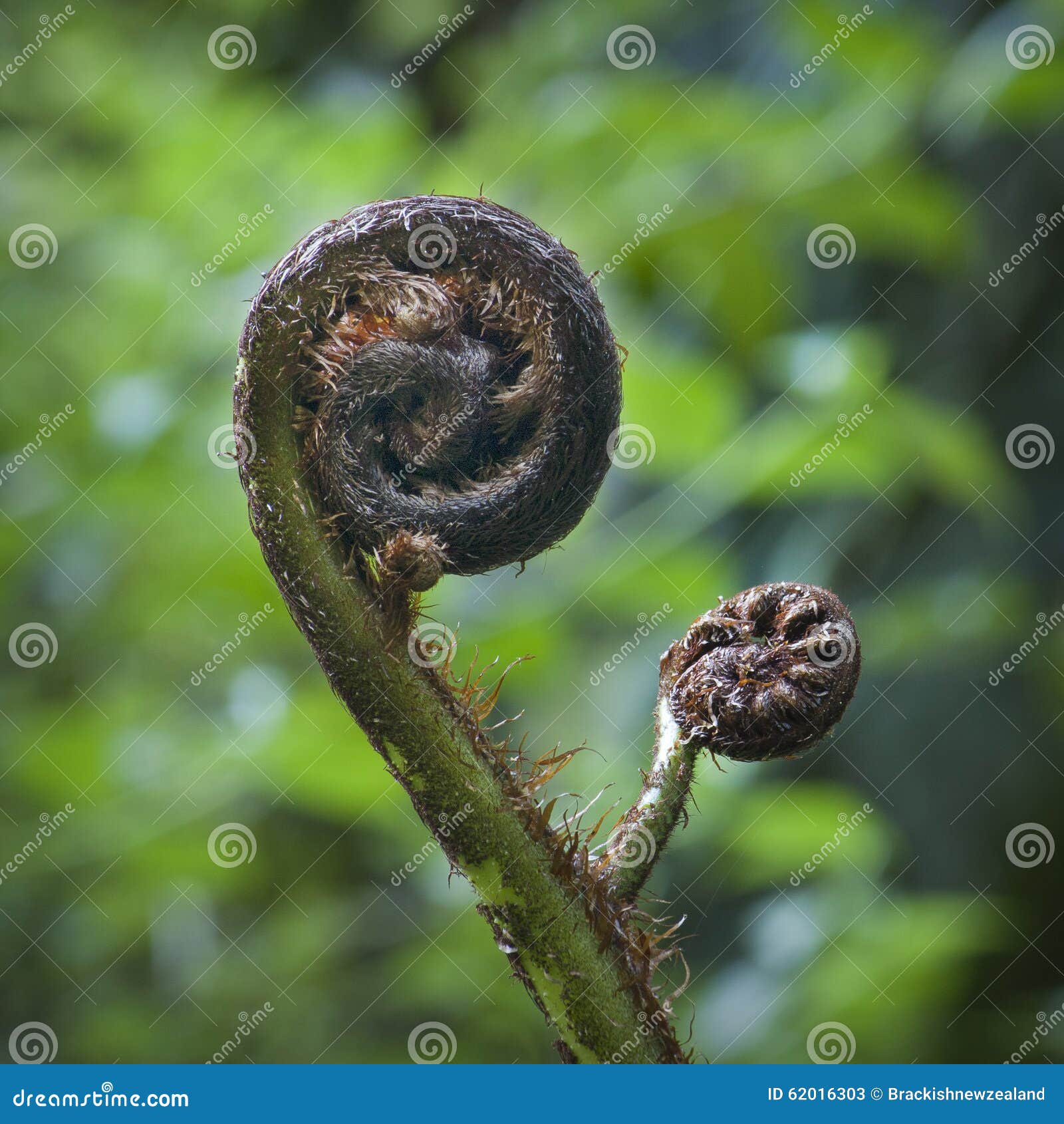Fern fronds stock image. Image of green, punga, forest - 62016303