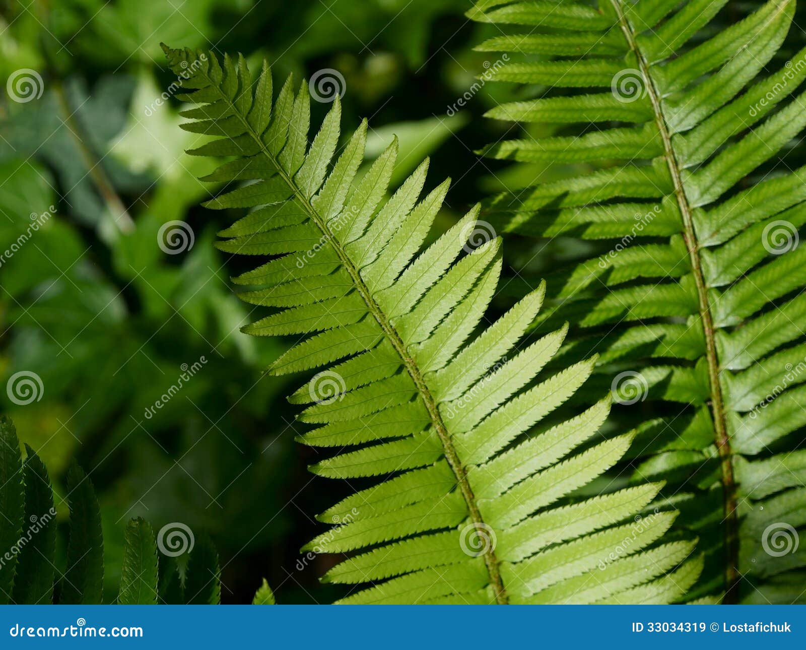 Fern Fronds Growing in Summer Stock Image - Image of ferns, brown: 33034319