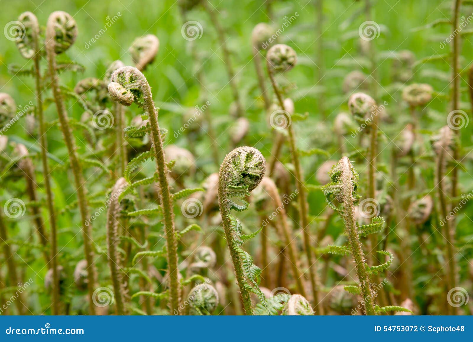 Fern fronds stock photo. Image of curl, nature, closeup - 54753072