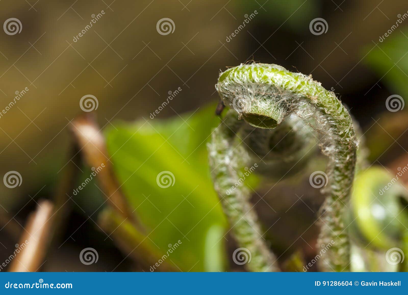 Fern Fronds stock photo. Image of fern, buds, foliage - 91286604