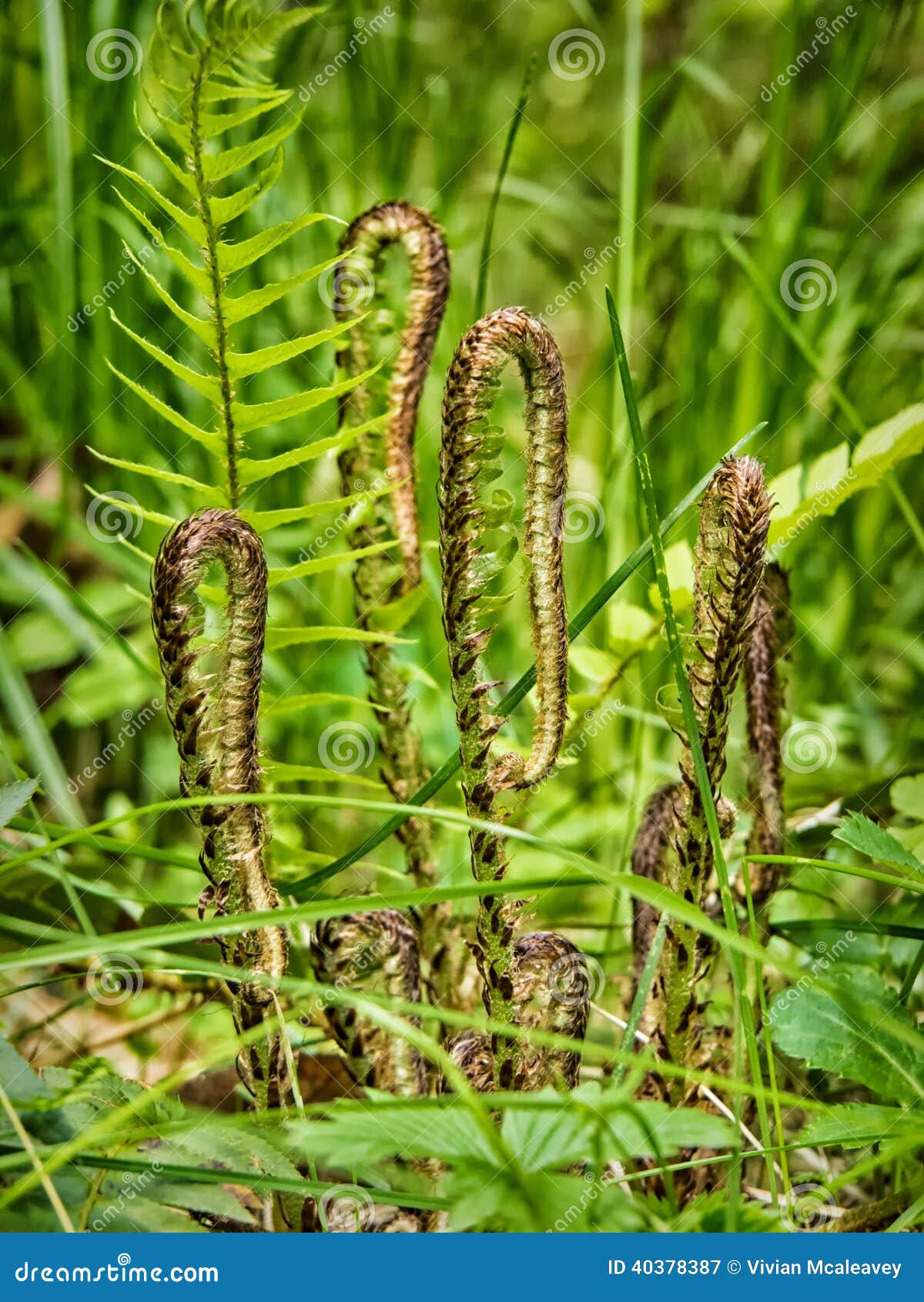 Fern fronds unfurling stock image. Image of emerge, spring - 40378387
