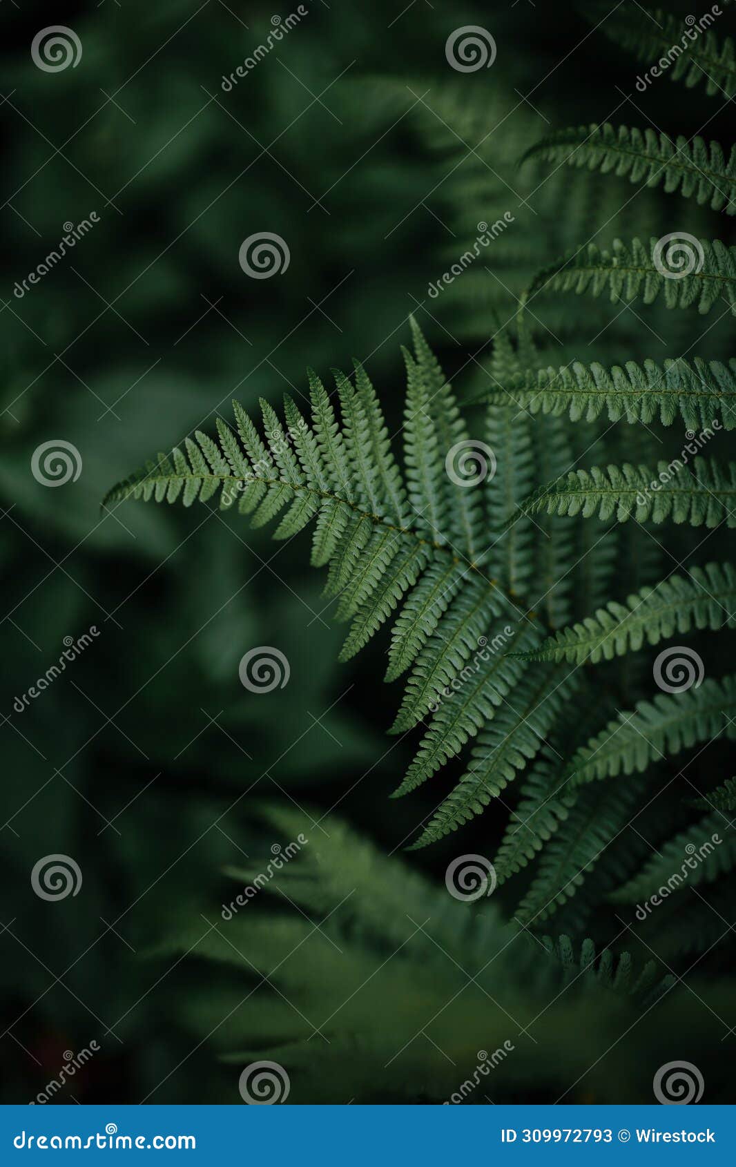 An Open Window with a Fern in Front of it and a Building in the ...