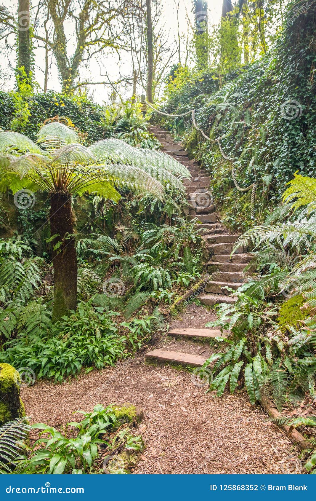 Fern Garden Steps foto de archivo. Imagen de bosque - 125868352
