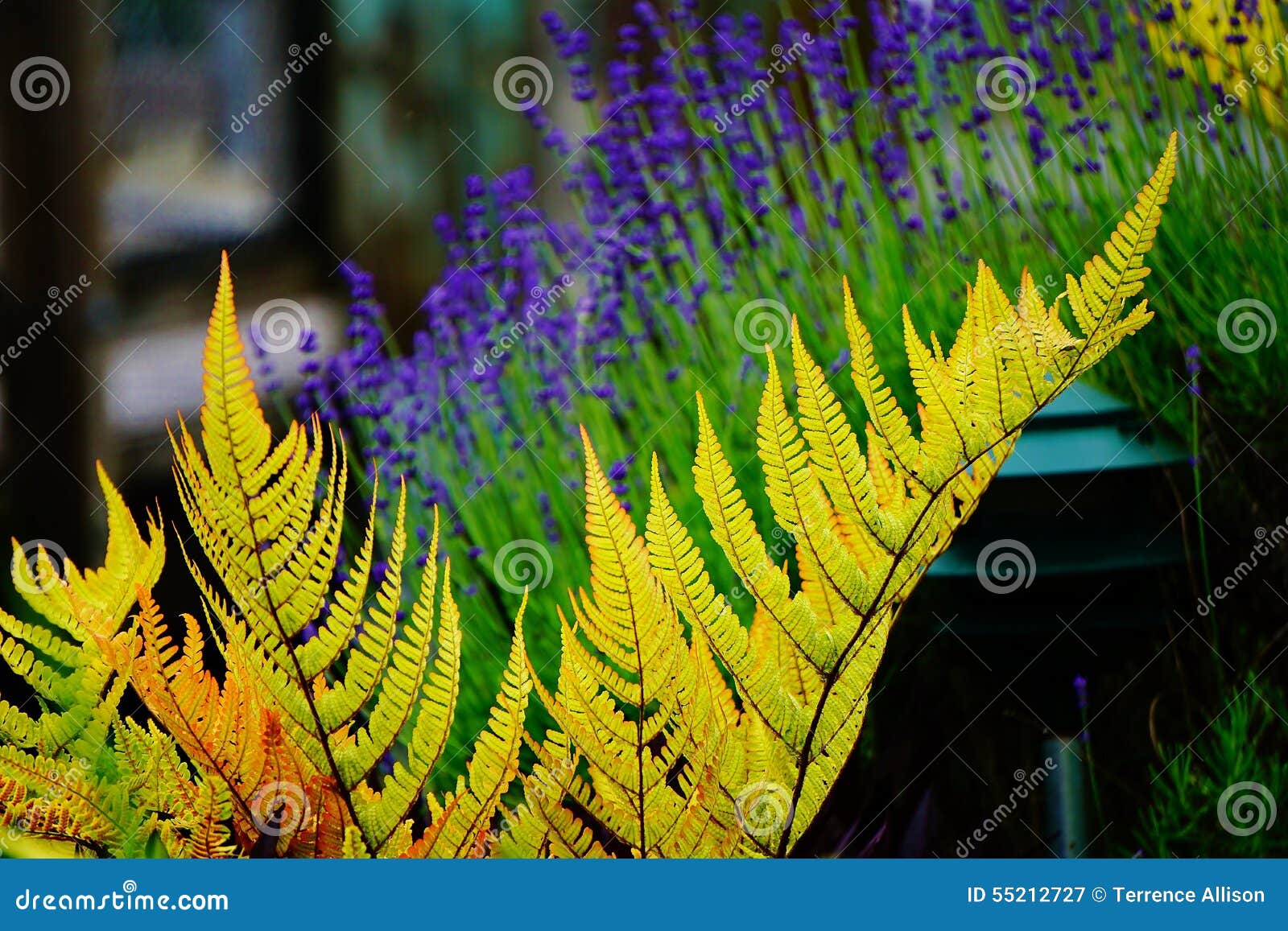 Fern garden stock image. Image of garden, vibrant, fern - 55212727