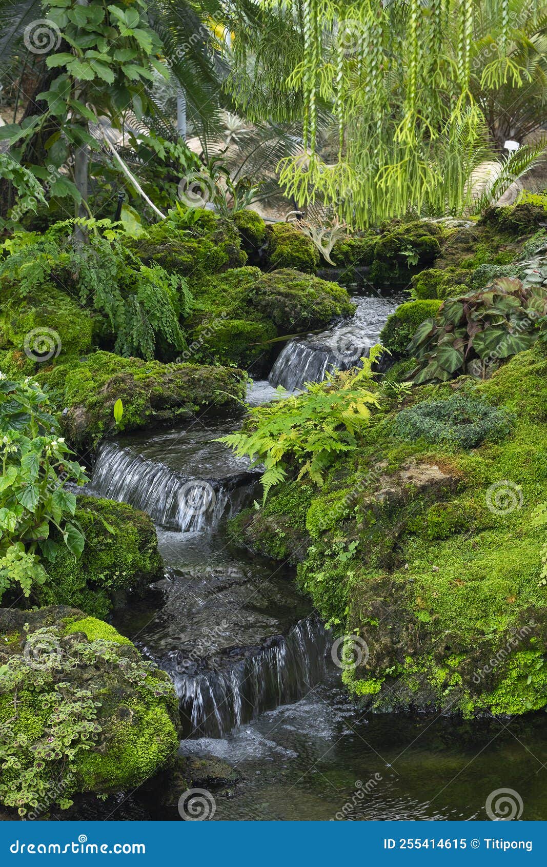Fern Gardens and Trees with a Small Waterfall Stock Image - Image of ...