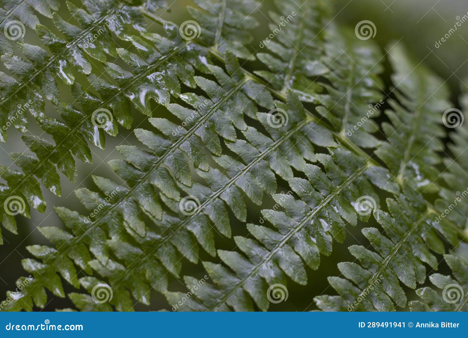 Fern in a german forest stock image. Image of natural - 289491941