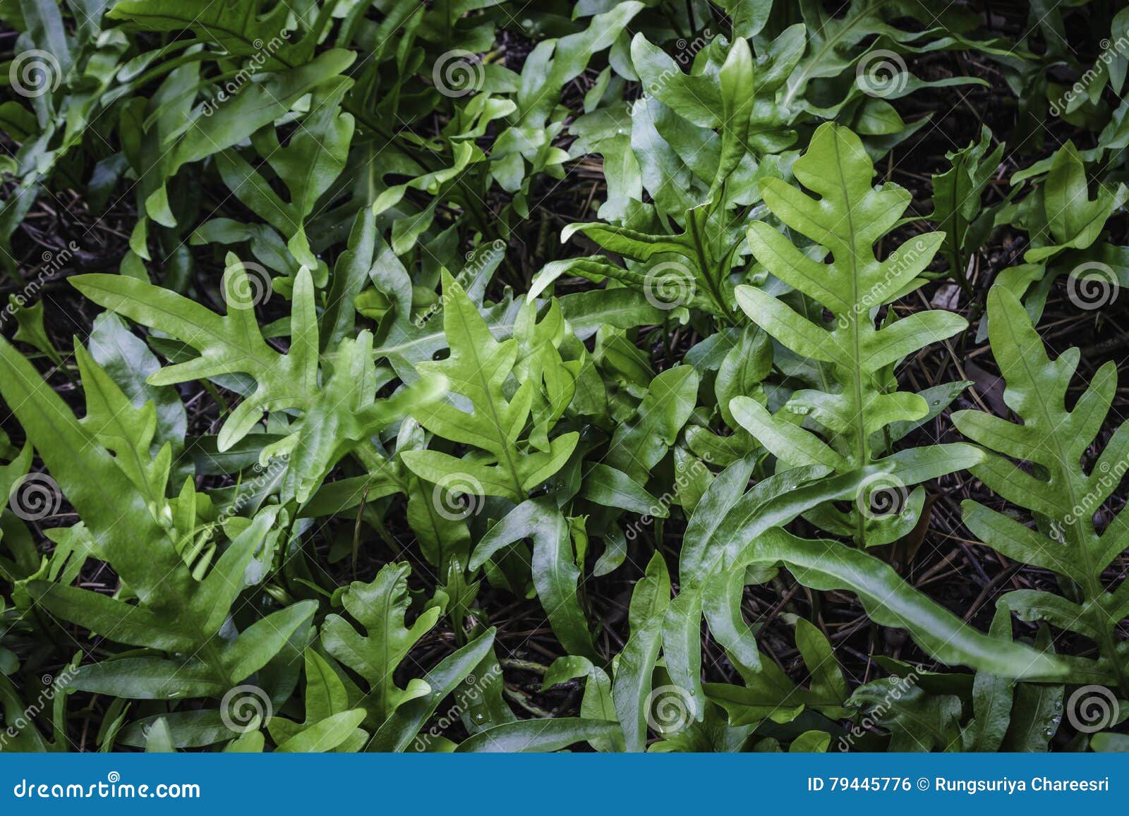 Fern, grass stock photo. Image of lush, branch, stem - 79445776