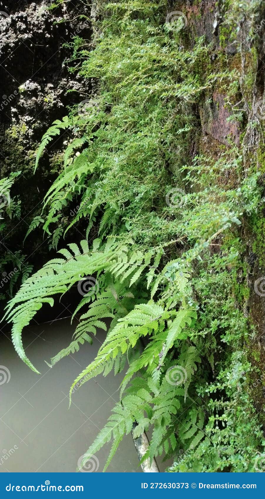 The Fern Grass that Surrounds the Water Pool is Even More Beautiful ...