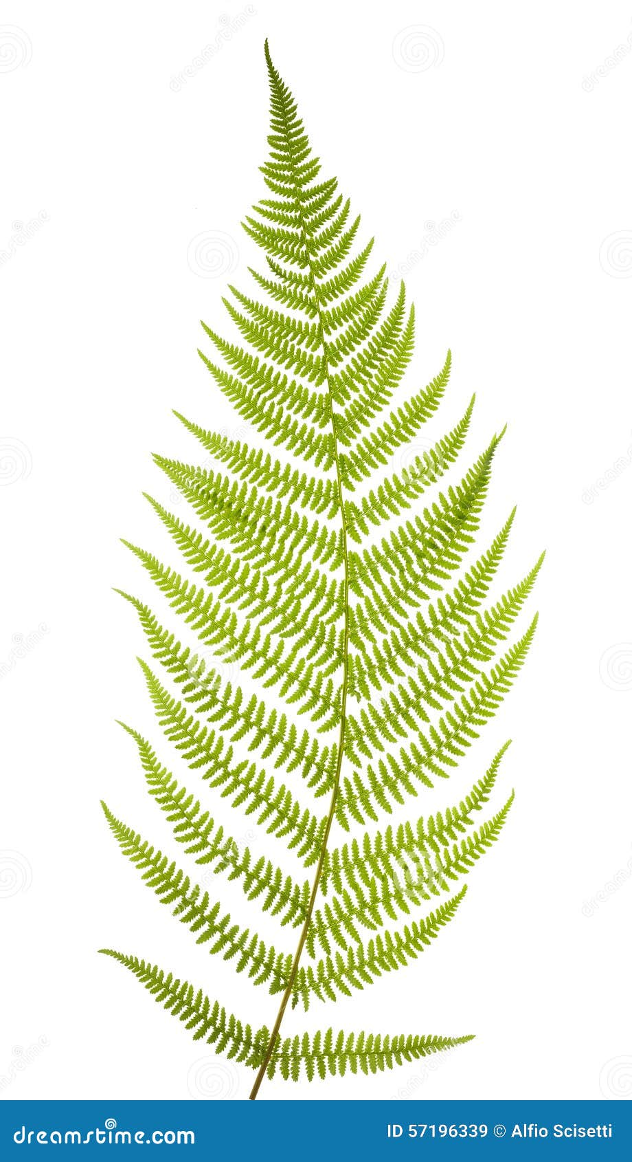 Fern stock image. Image of decorative, background, white - 57196339