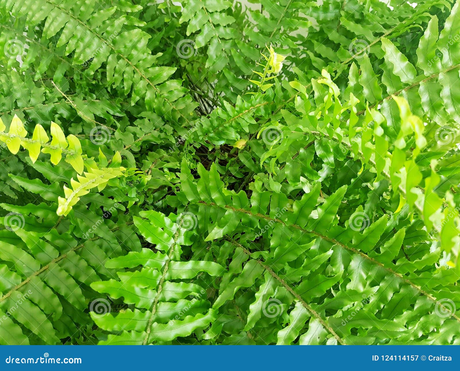 Fern - A Green Plant With Long Stems, Leaves Like Feathers, And No ...