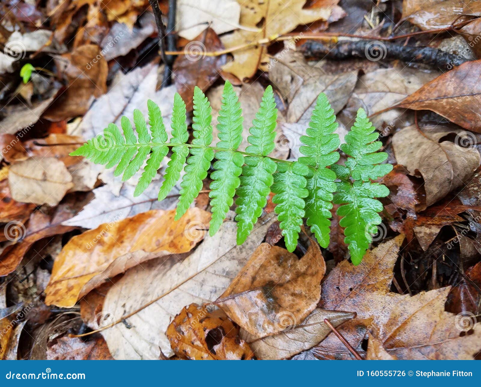 Fern stock photo. Image of fern, moist, nature, macro - 160555726