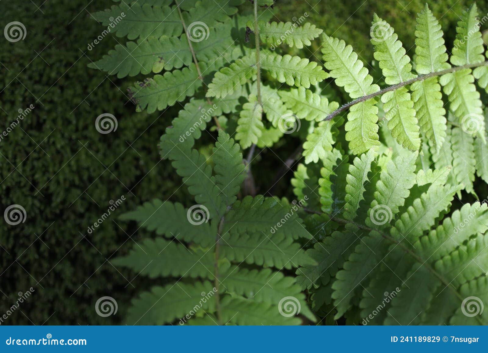 Fern Green Nature Outdoor Light-and-shadow Stock Image - Image of green ...