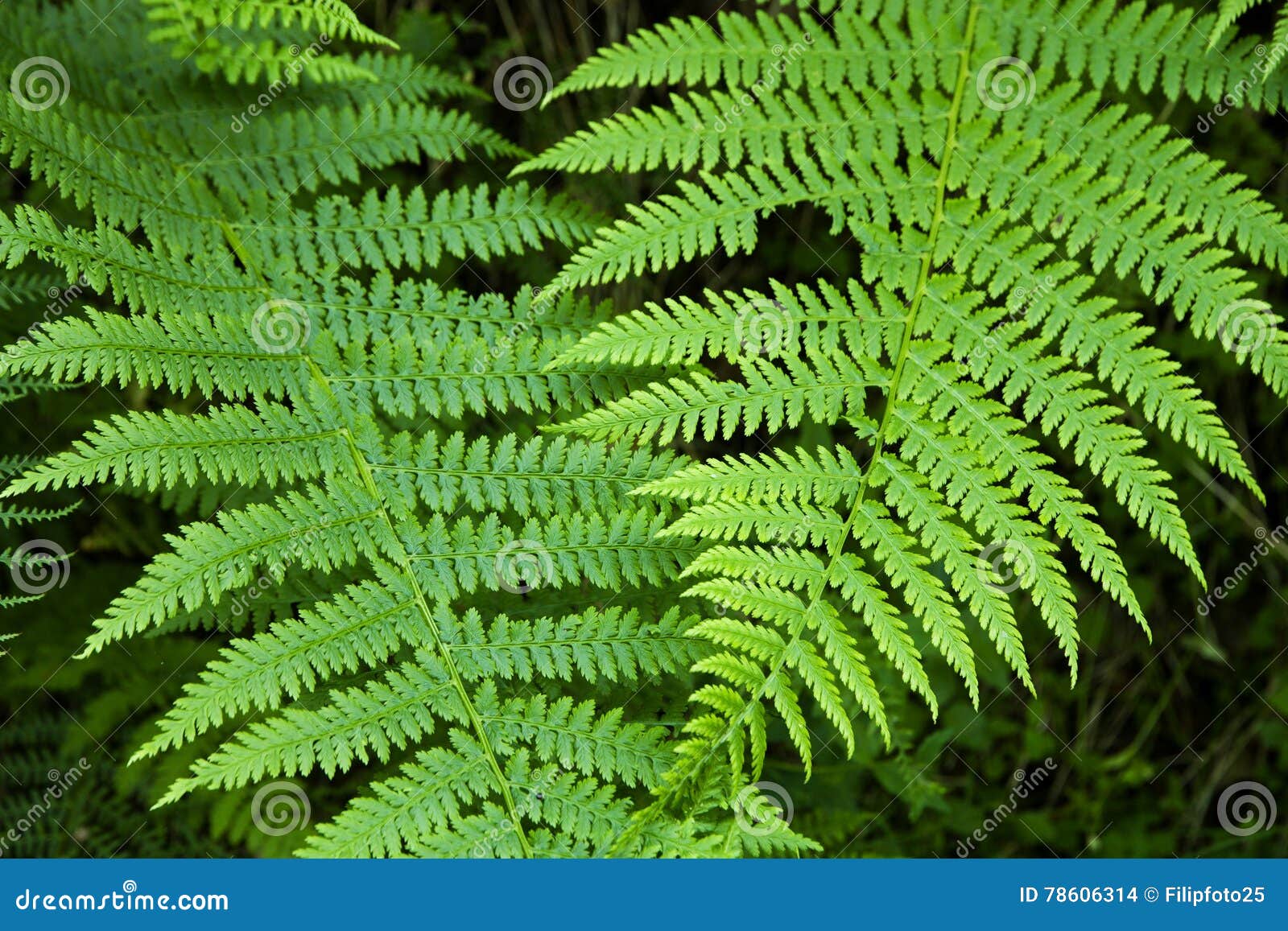 Filicopsida Stock Photos - Download 43 Royalty Free Photos