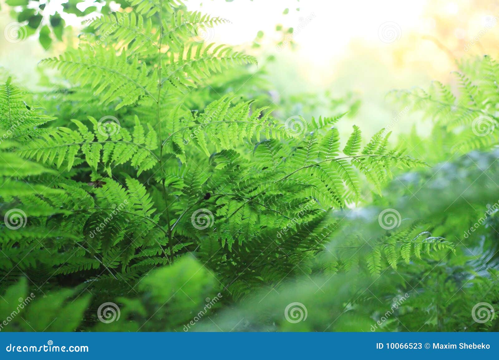 Fern green texture stock image. Image of fern, grass - 10066523