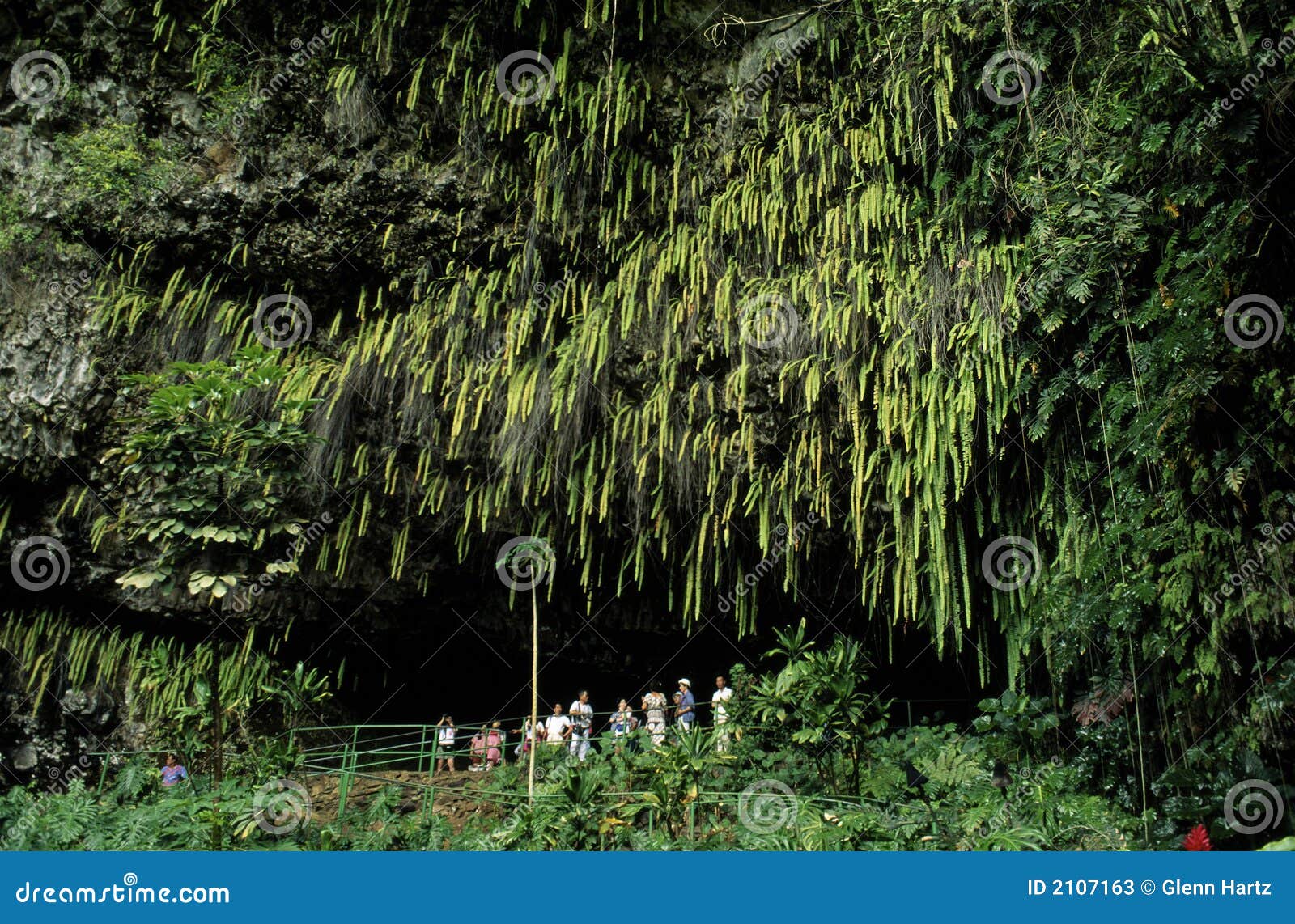 Fern Grotto stock image. Image of tucked, standing, leaves - 2107163