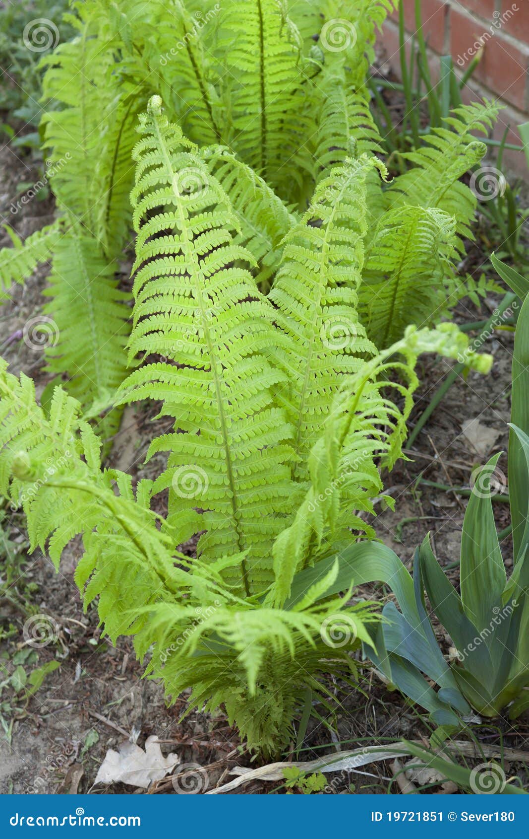 Fern growing in a garden stock image. Image of frontage - 19721851