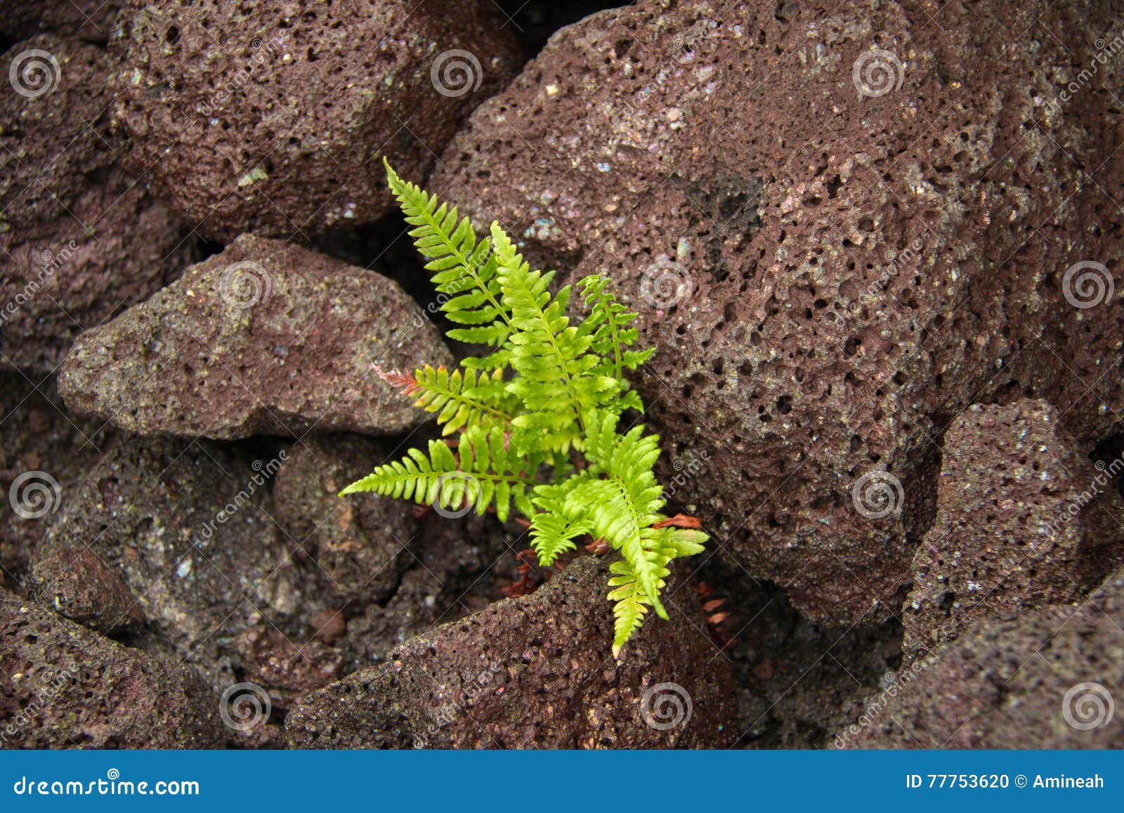Fern Growing in Magma Rocks Stock Photo - Image of magma, beautiful ...