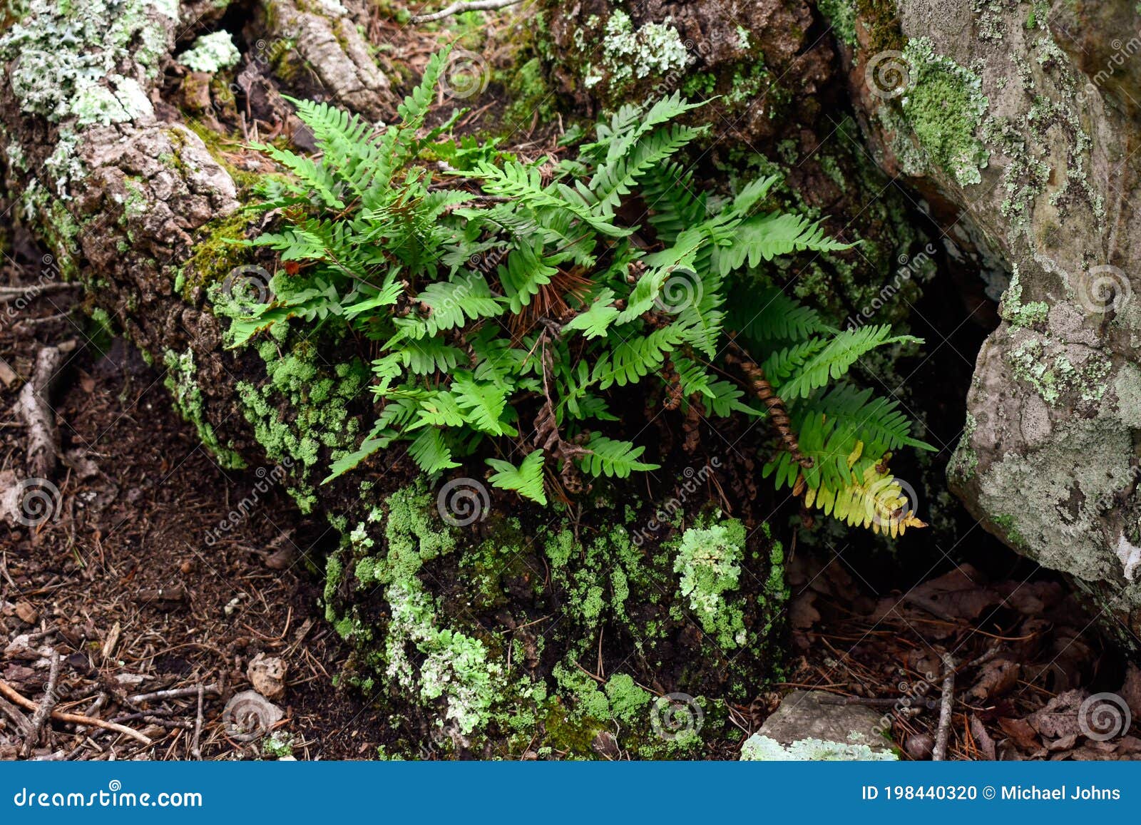 Fern stock photo. Image of rock, growing, foliage, fern - 198440320