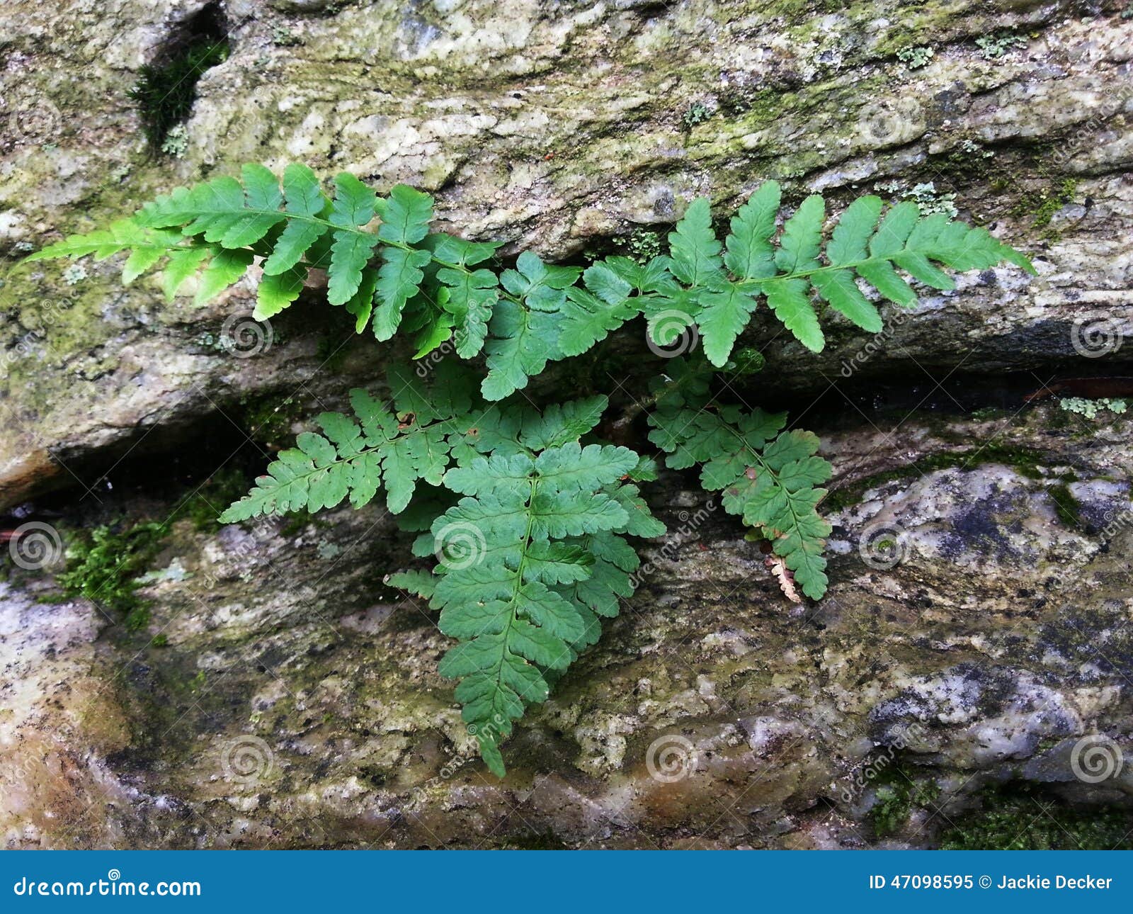 Fern growing from rock editorial image. Image of growing - 47098595