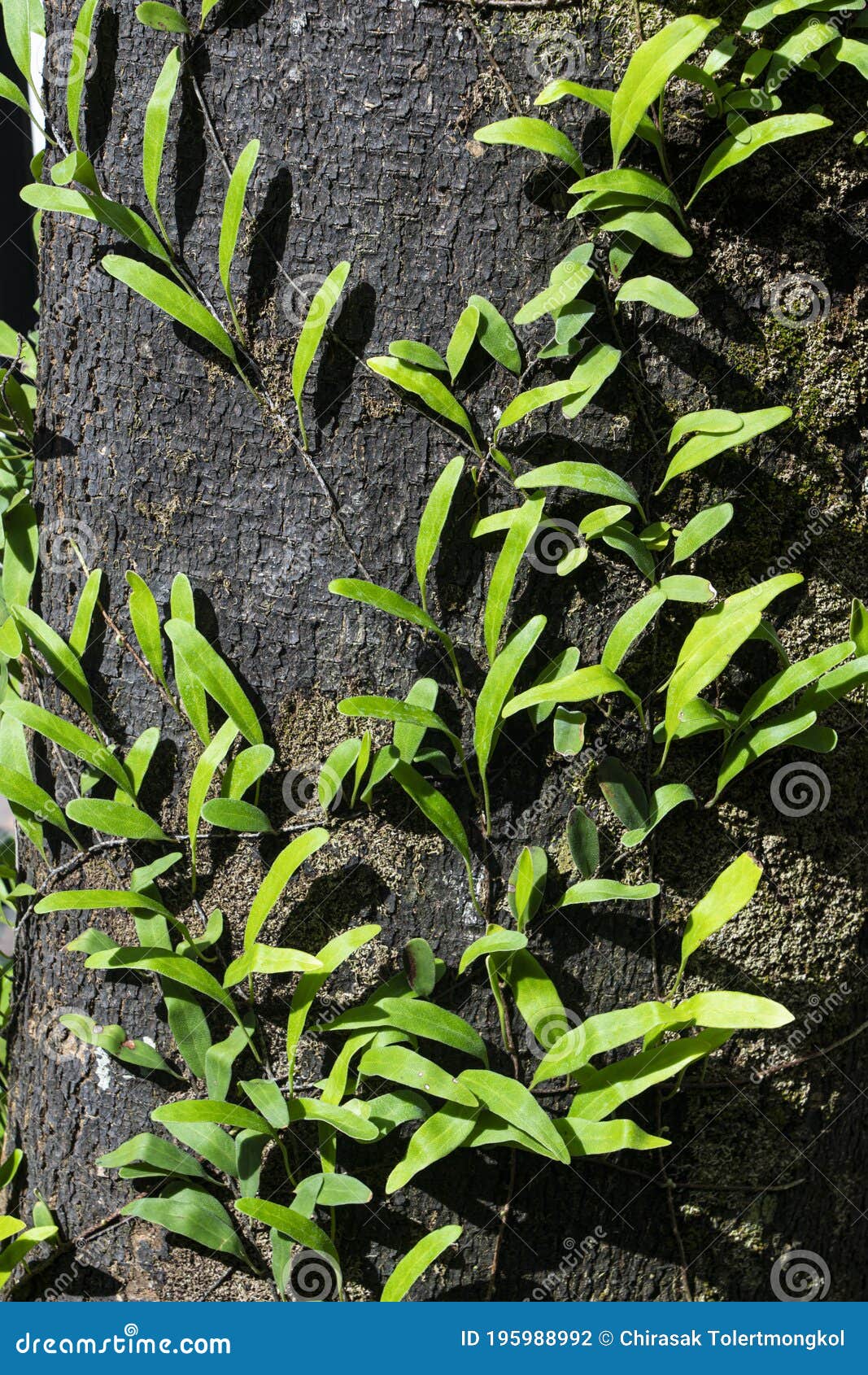 Lanceleaf Tongue Stock Photos - Free & Royalty-Free Stock Photos from ...