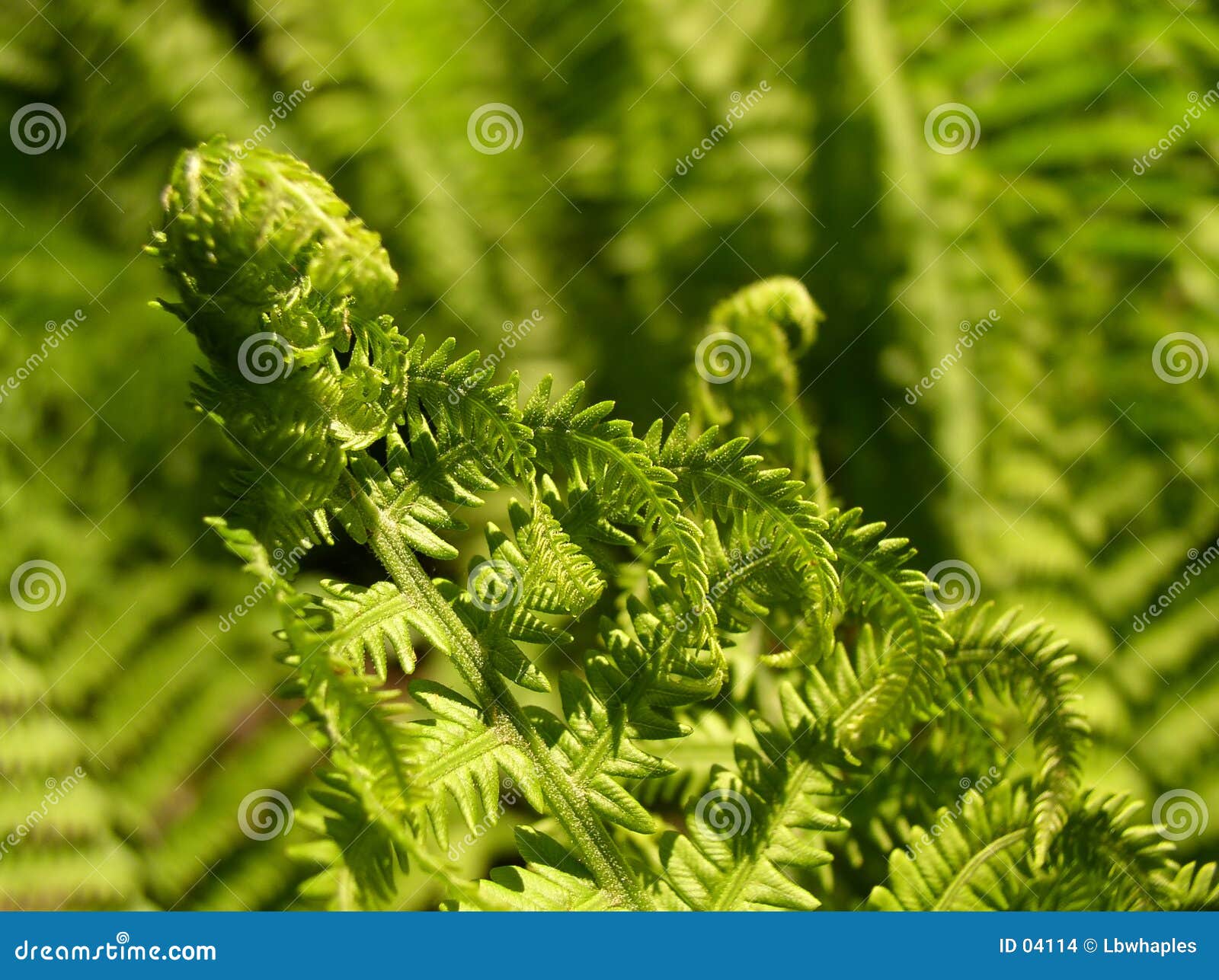 Fern Growth II Picture. Image: 4114