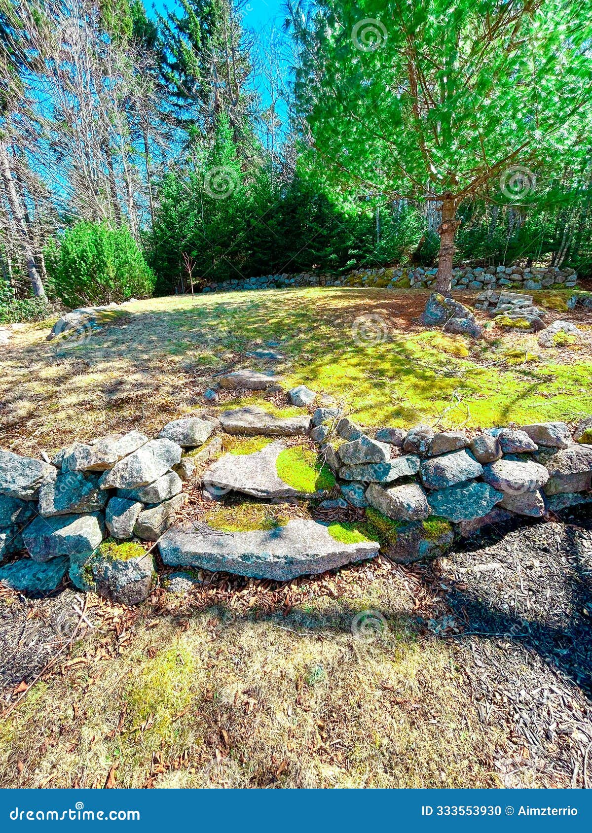 Fern Gully stock photo. Image of gully, steps, fern - 333553930