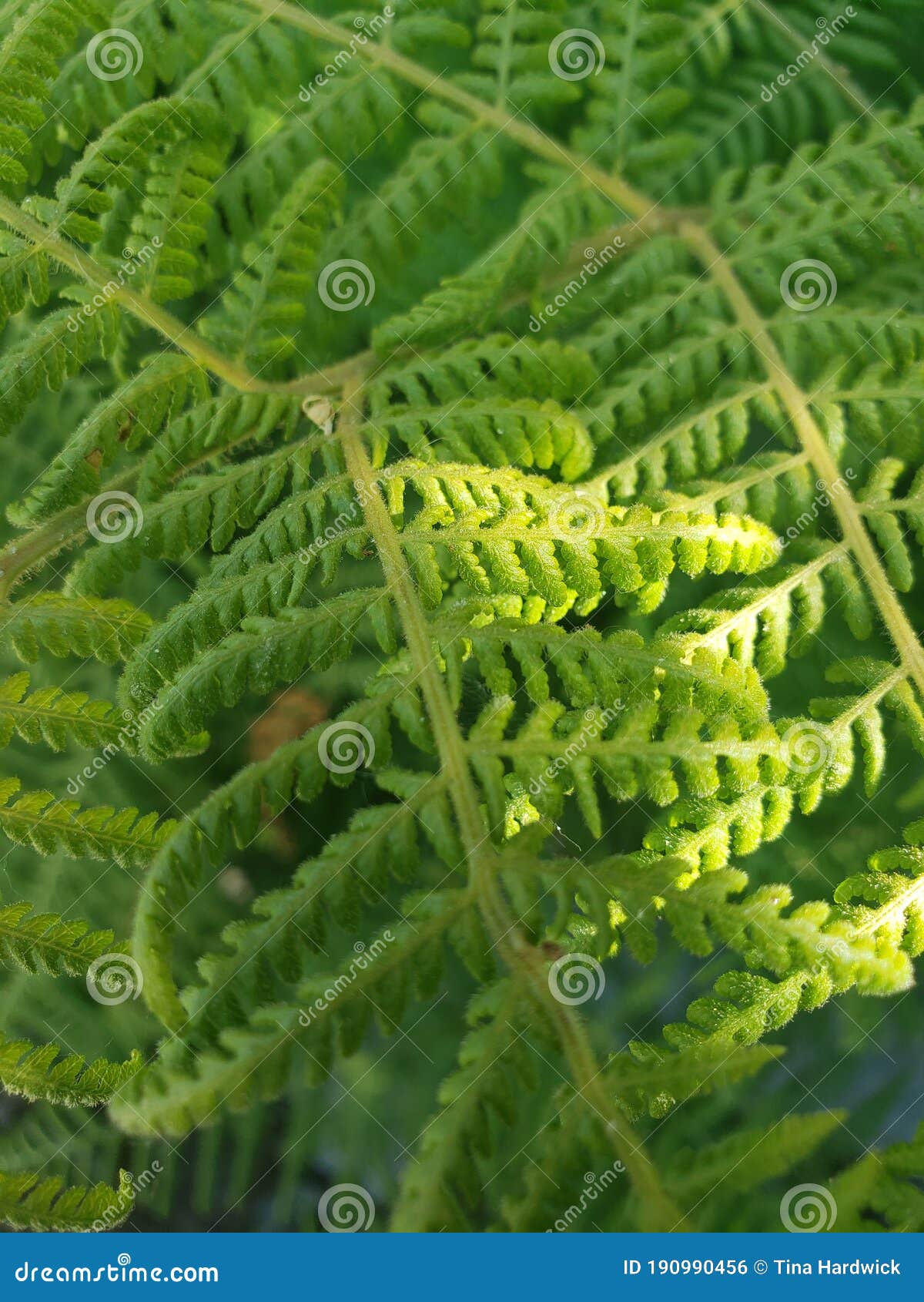Fern Gully In Jamaica Stock Image | CartoonDealer.com #20895811