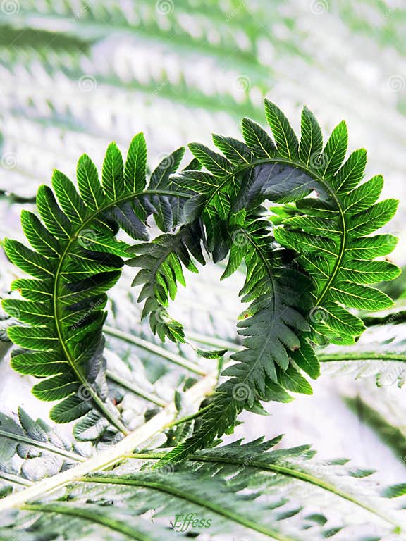 Fern Heart stock photo. Image of shape, naturally, curled - 92497620